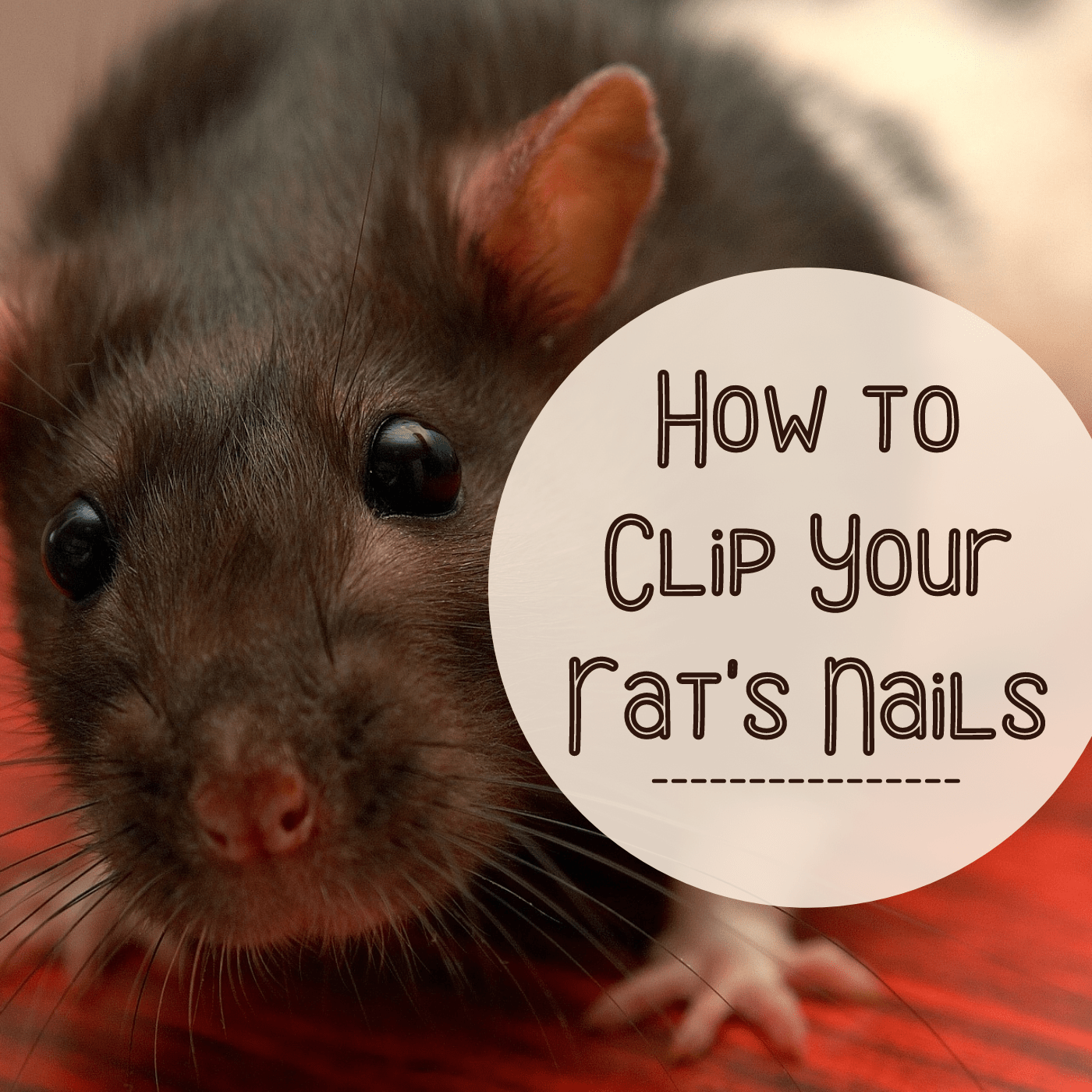 How to Trim Your Pet Rat's Nails - PetHelpful