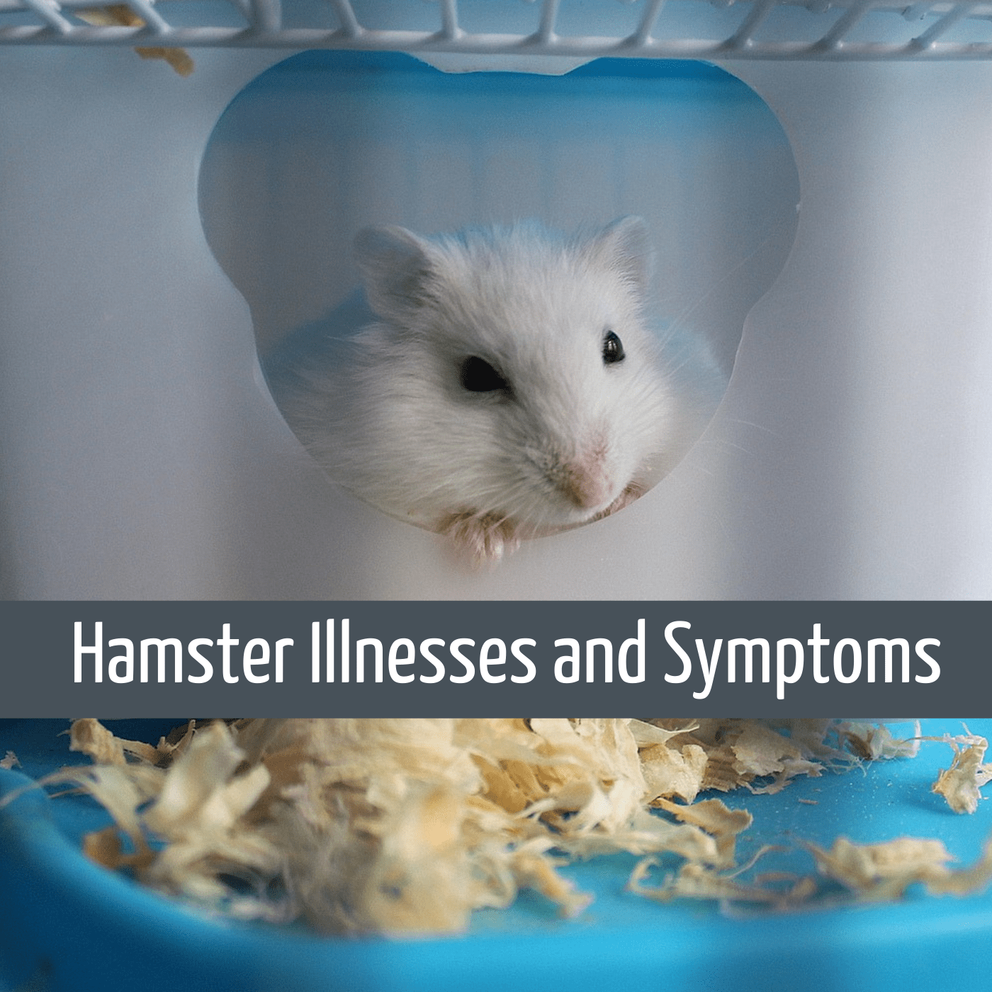 Is My Hamster Sick? Symptoms of Illness or Poor Health