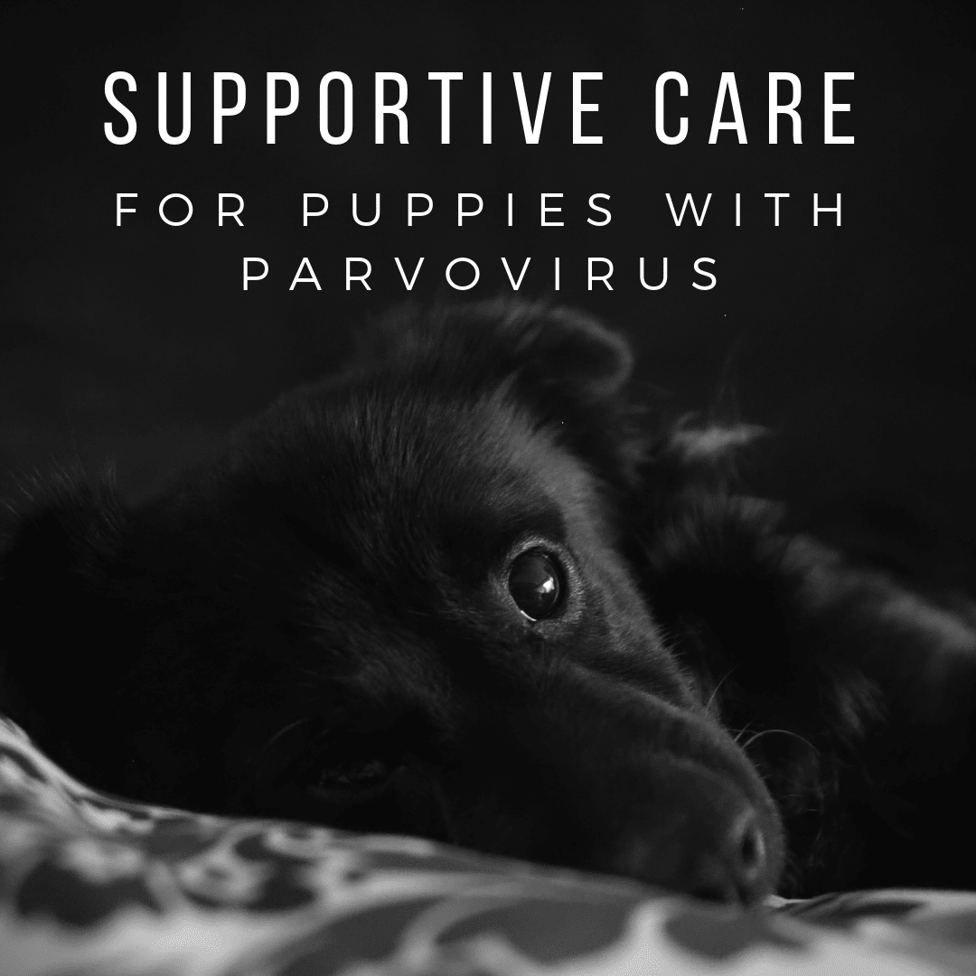 Home Remedies for Parvo in Puppies - PetHelpful