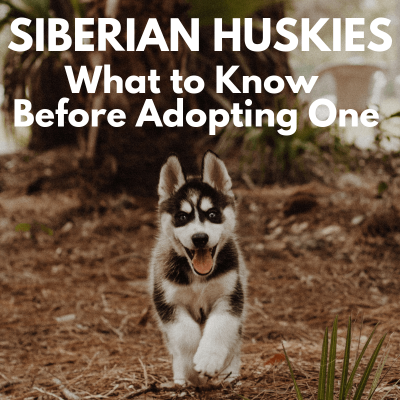 5 Things To Know Before Adopting A Siberian Husky Pethelpful