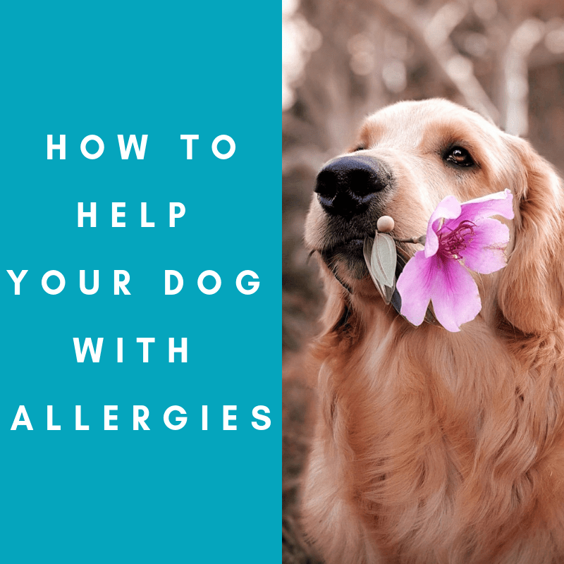 How Can I Help My Dog With Allergies