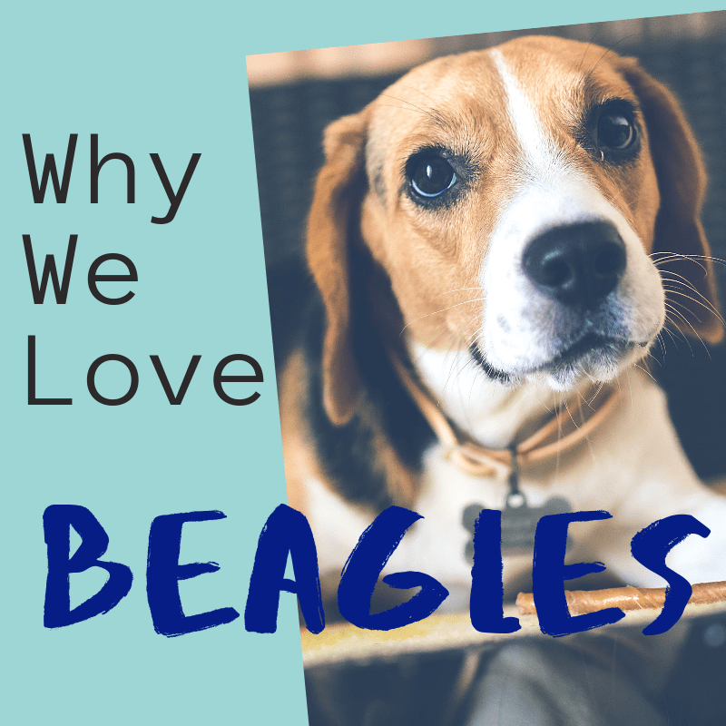 5 Reasons Why Beagles Are Perfect