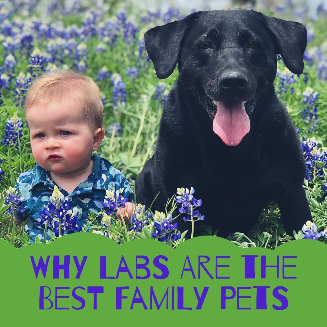 10 Reasons Labrador Retrievers Make Great Family Pets - PetHelpful
