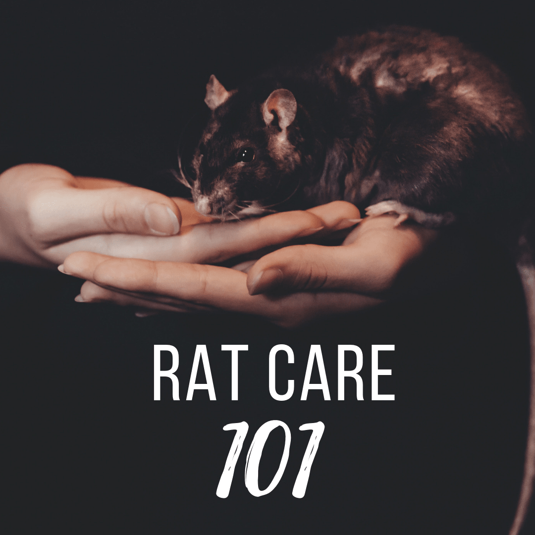 Rat Care for Beginners: How to Create the Perfect Rat Cage Setup