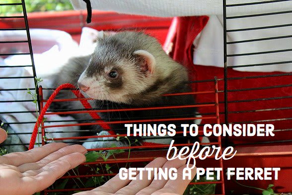 pet ferrets