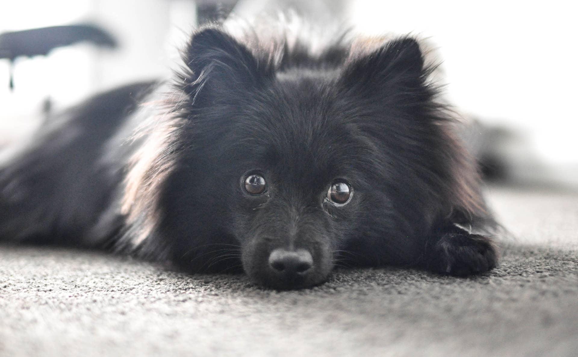 Tiny Pomeranian Goes Through 'Every Emotion' Waiting in the Drive-Thru Lane