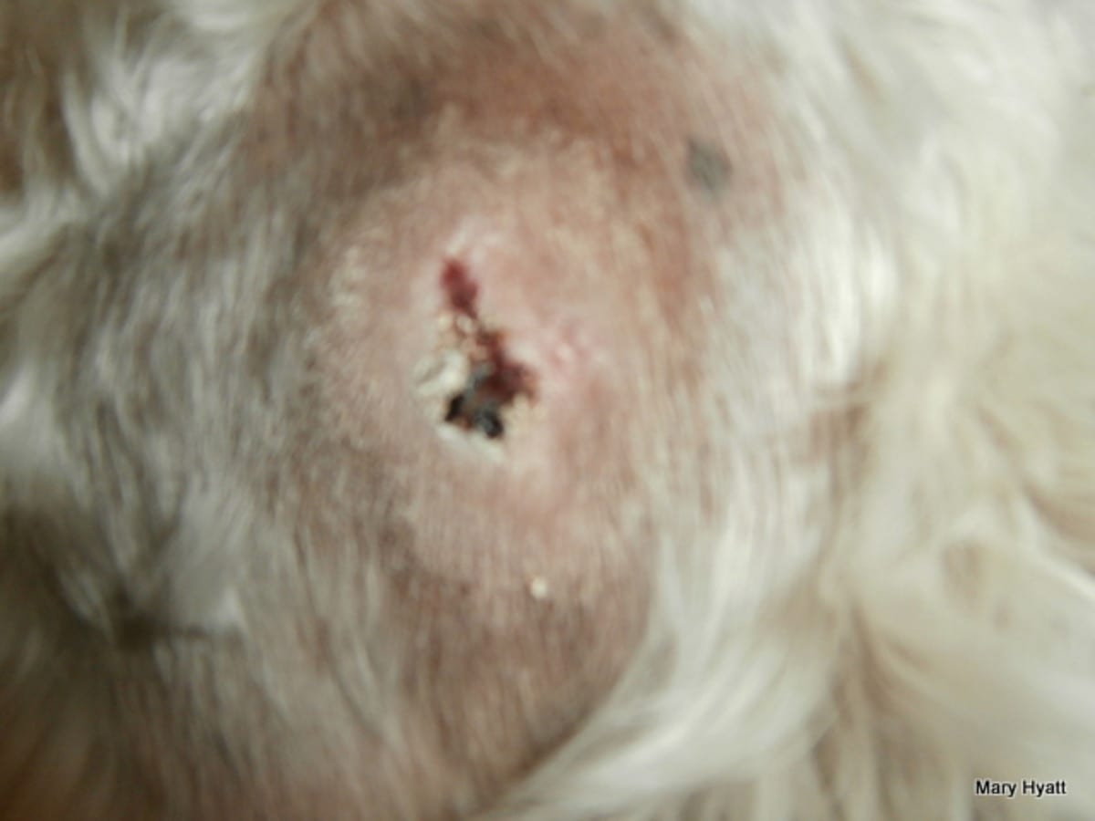 The Danger of Spider Bites to Your Dog (With Photos) - PetHelpful