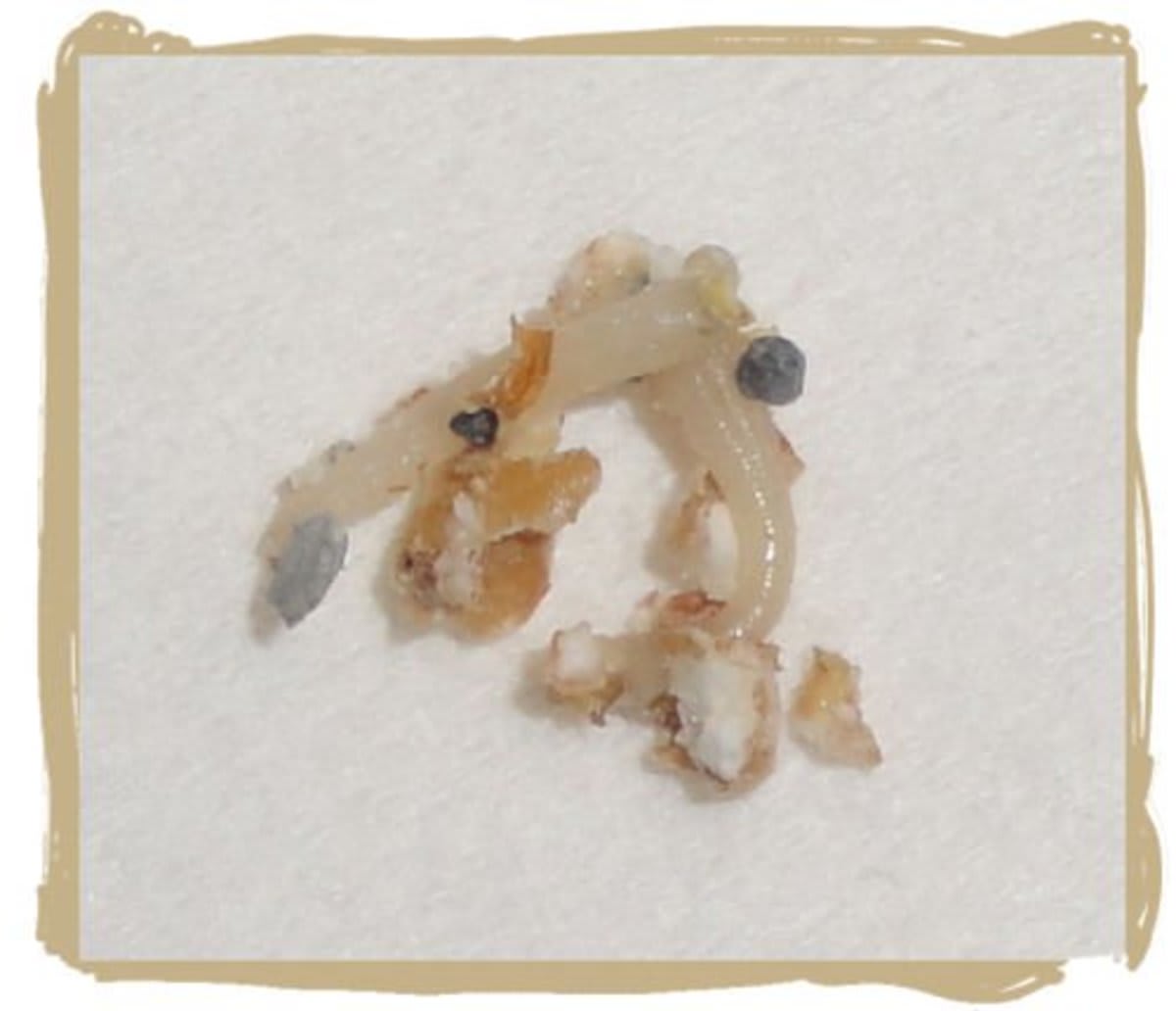 How to Identify, Treat, and Prevent Tapeworms in Cats