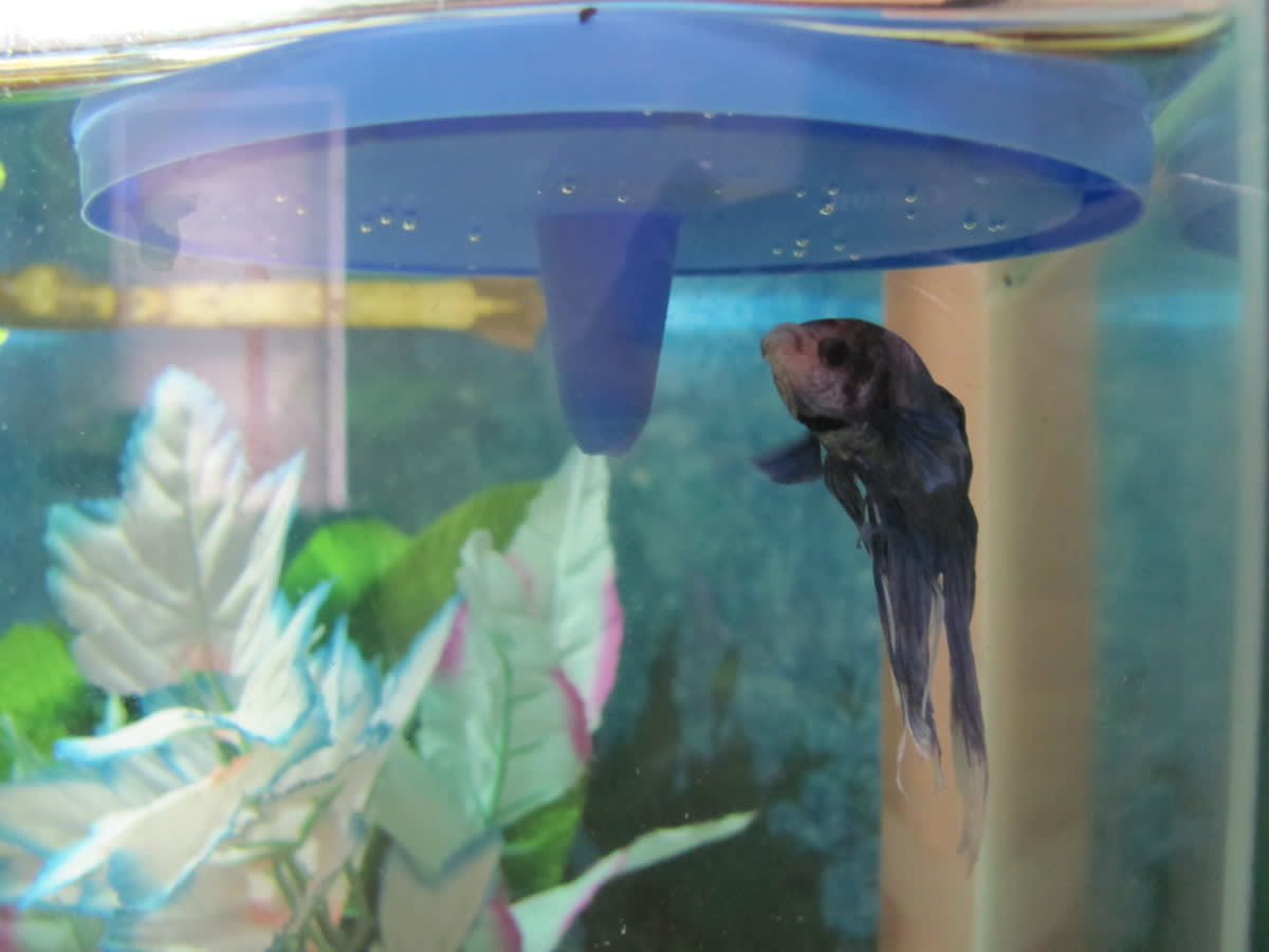 Cheap Alternatives for an Aquarium Setup - PetHelpful