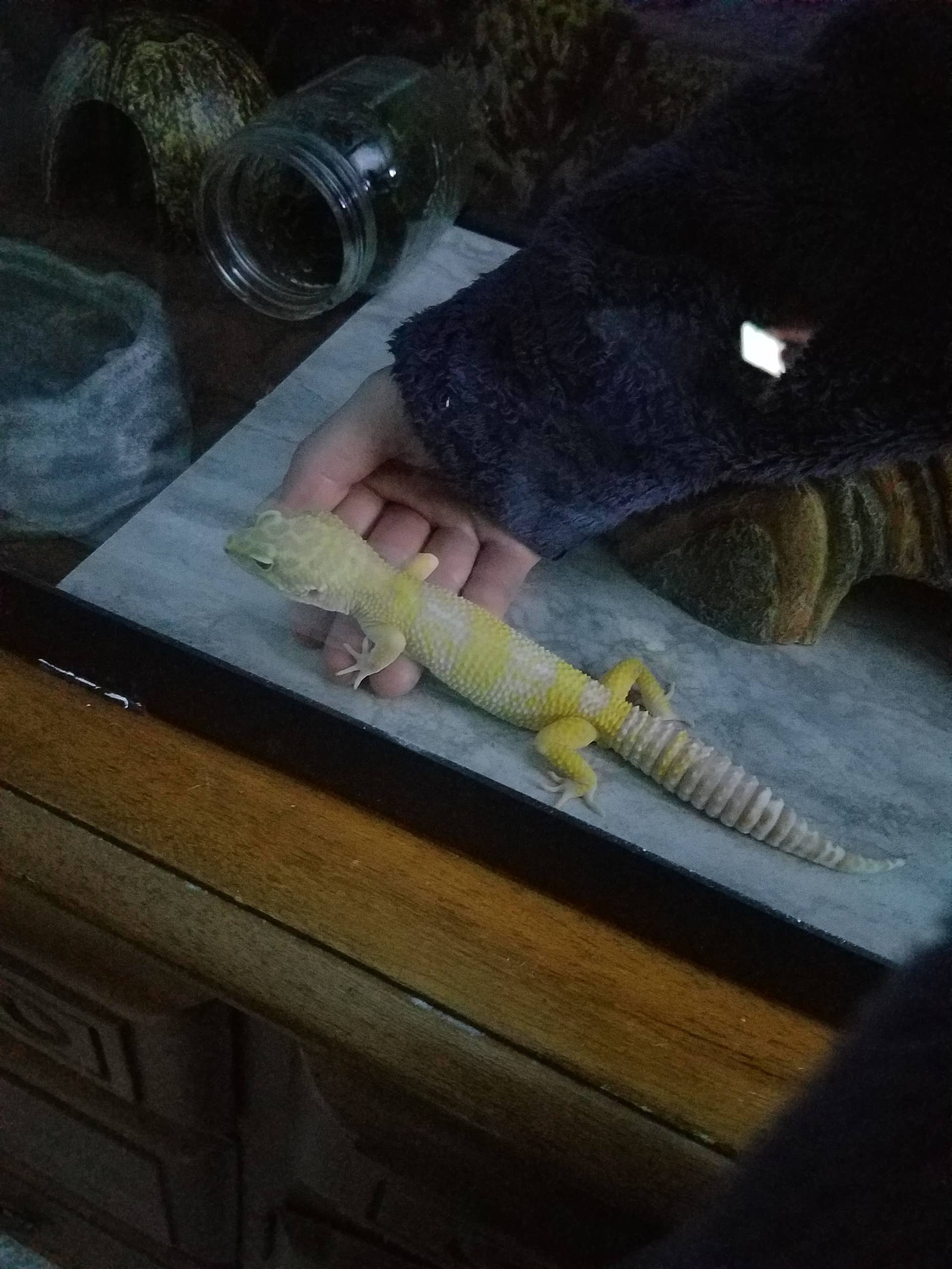 Leopard Gekko