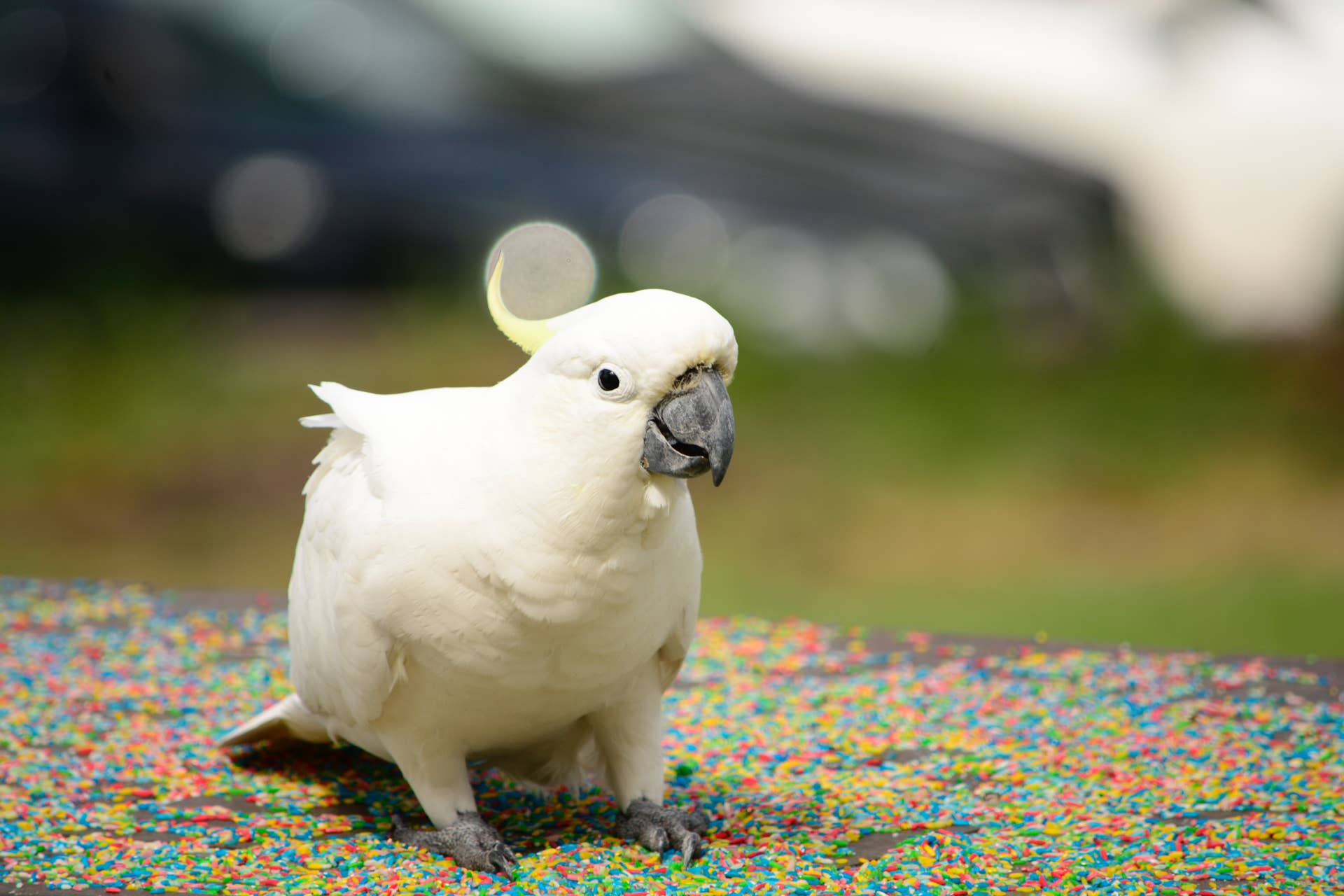 Moment Cockatiel Sings for the First Time Is So Full of Pure Sweetness ...