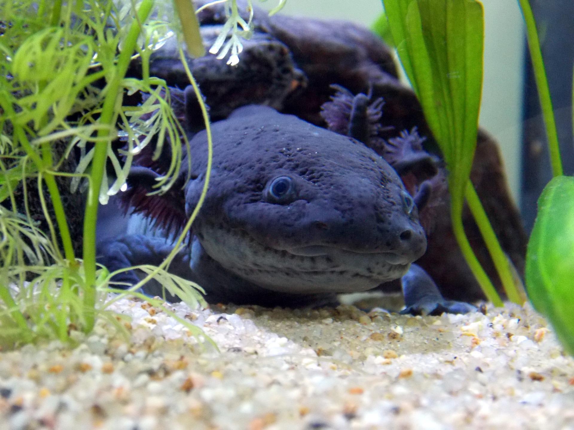 How Big Is An Axolotl Tank - Infoupdate.org