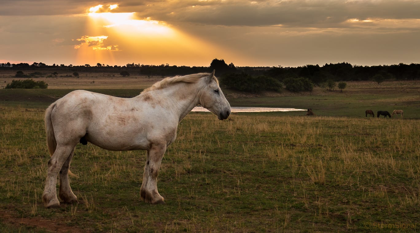 Most Beautiful White Horse