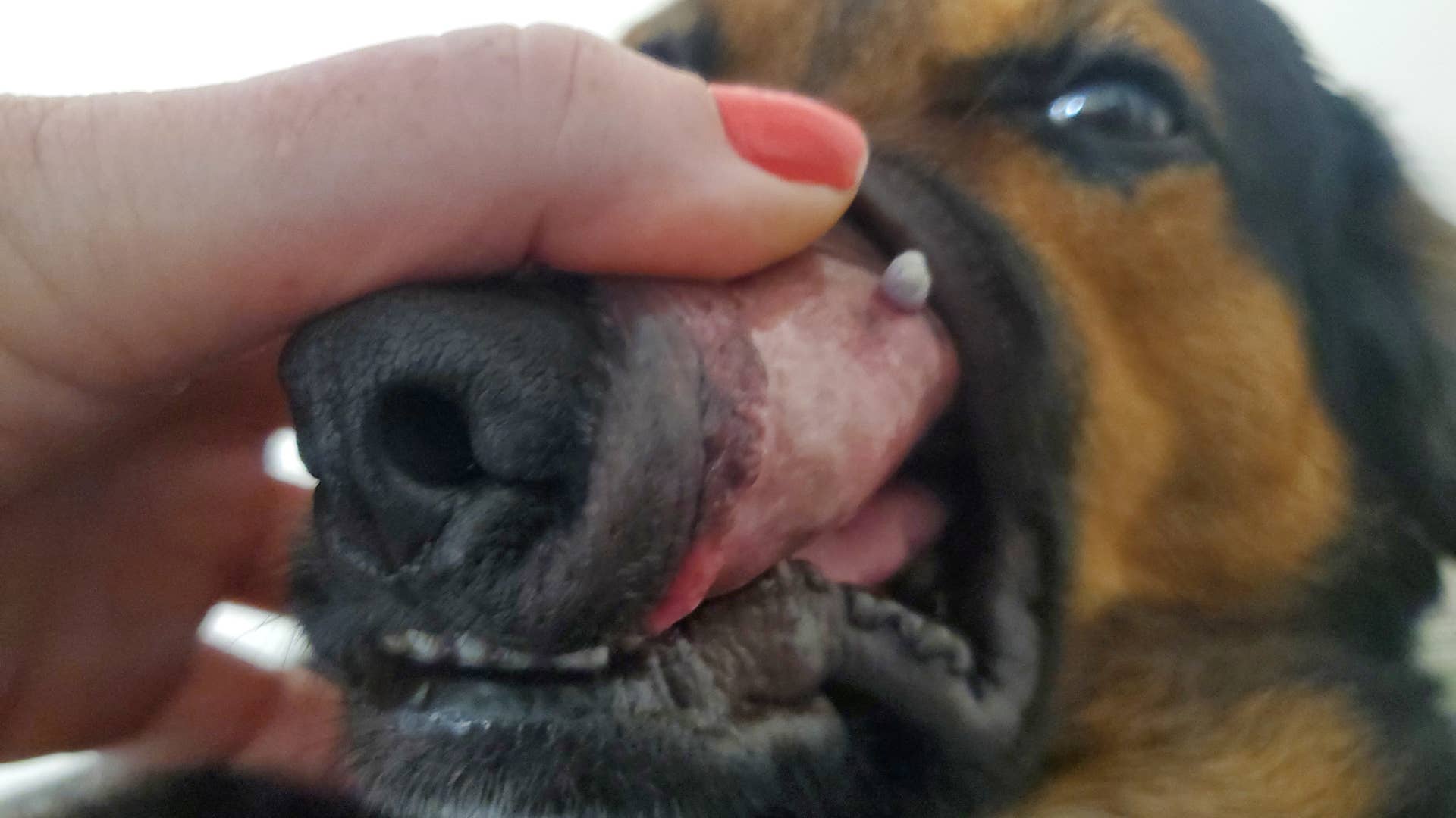 White Spots On Tongue Mouth And Throat In Dogs Infoupdate White Spots On Tongue Mouth And Throat In Dogs Infoupdate