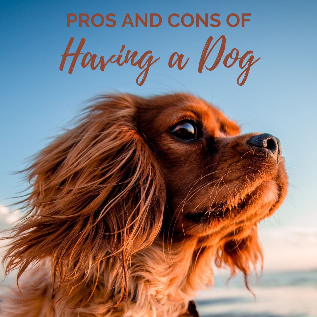 The Advantages and Disadvantages of Having a Dog