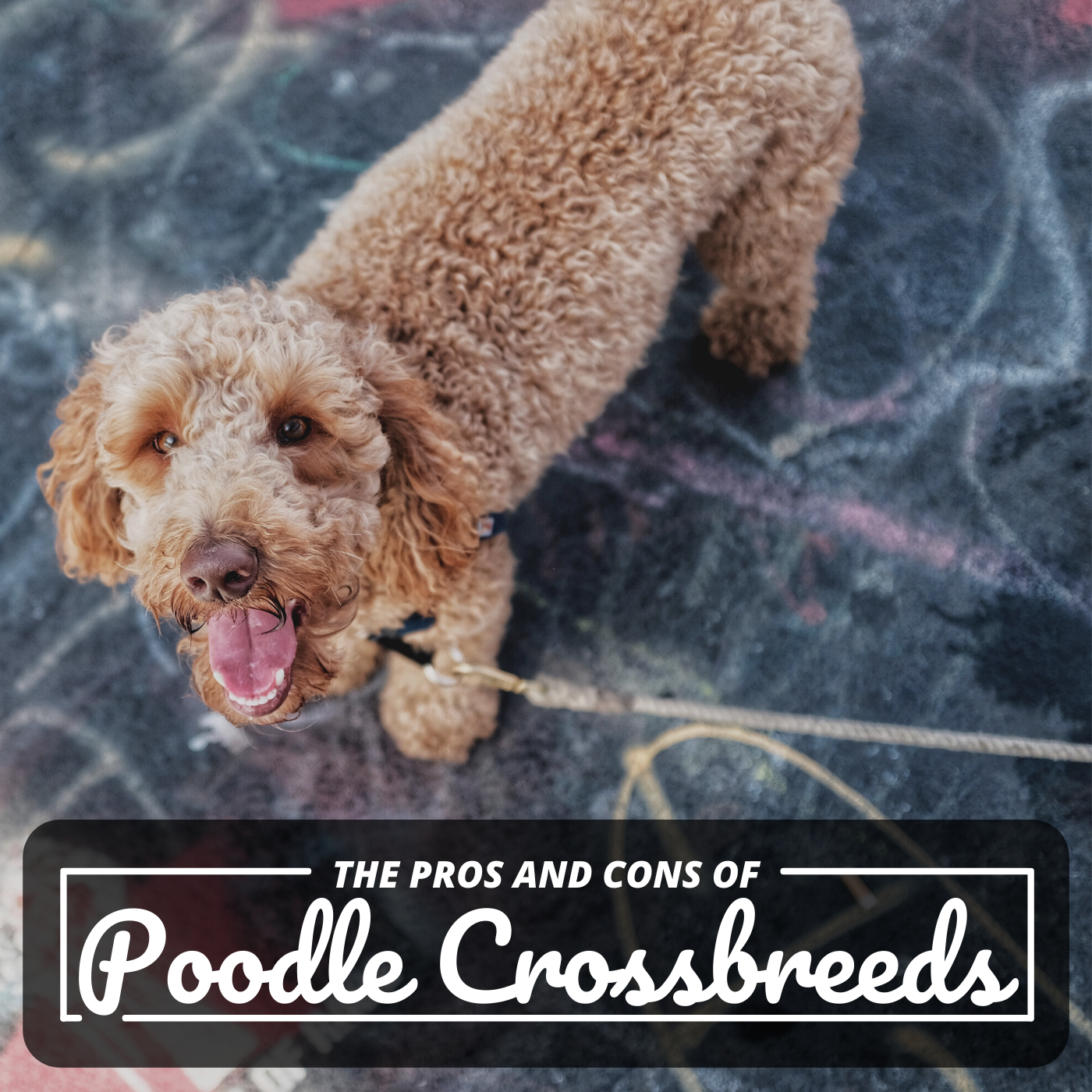 Poodle Hybrid Why A Pooton