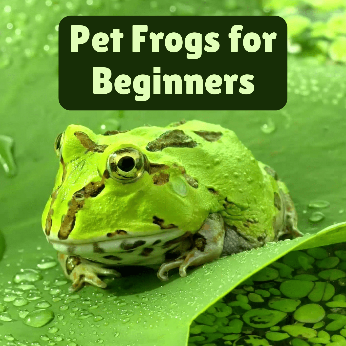 7 Best Pet Frogs for Beginners