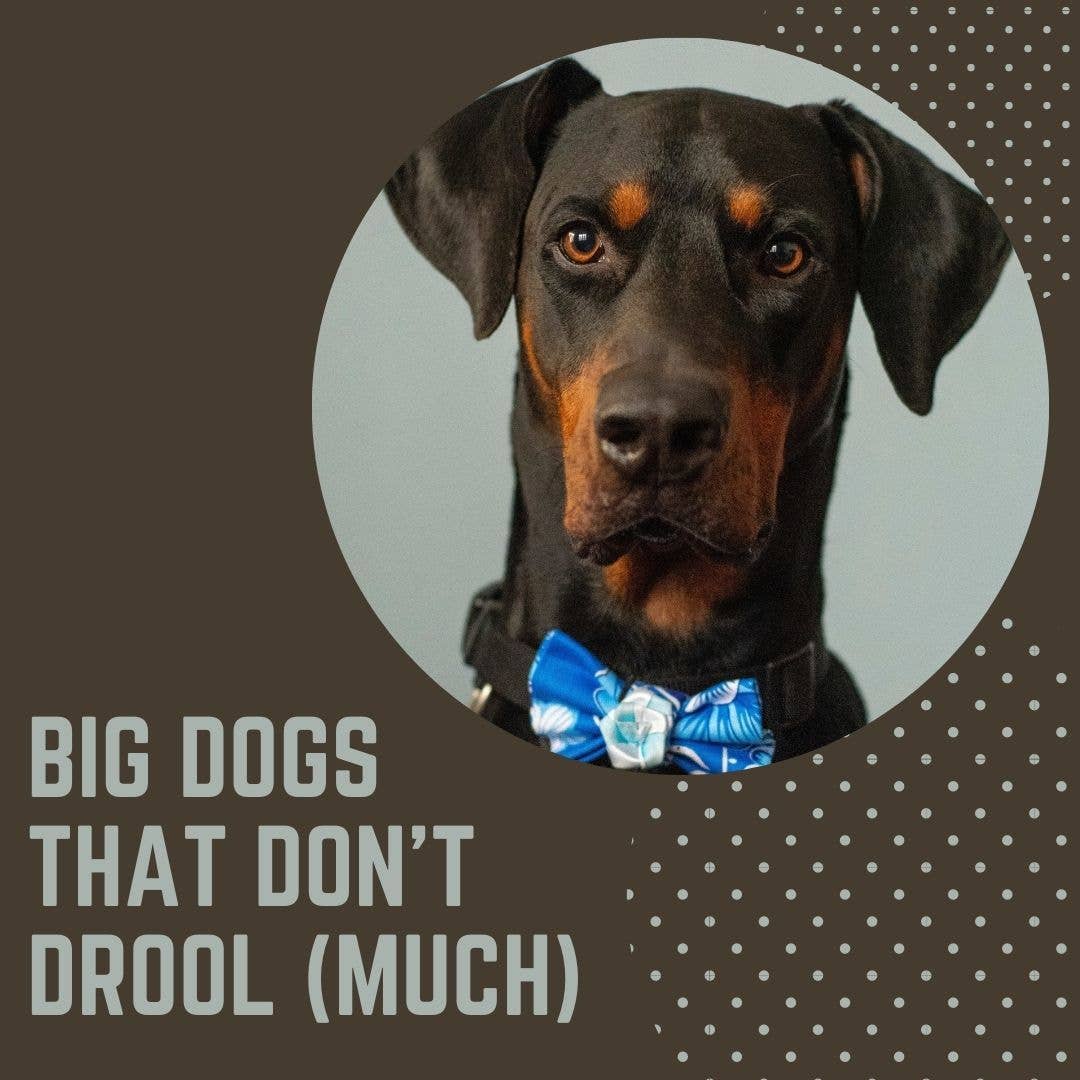 5 Large Dog Breeds That Don't Drool (Much) - PetHelpful