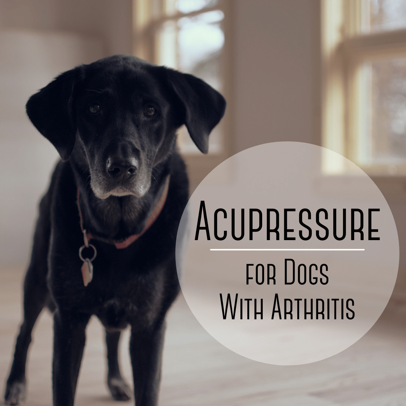Acupressure Techniques to Help a Dog With the Pain of Arthritis