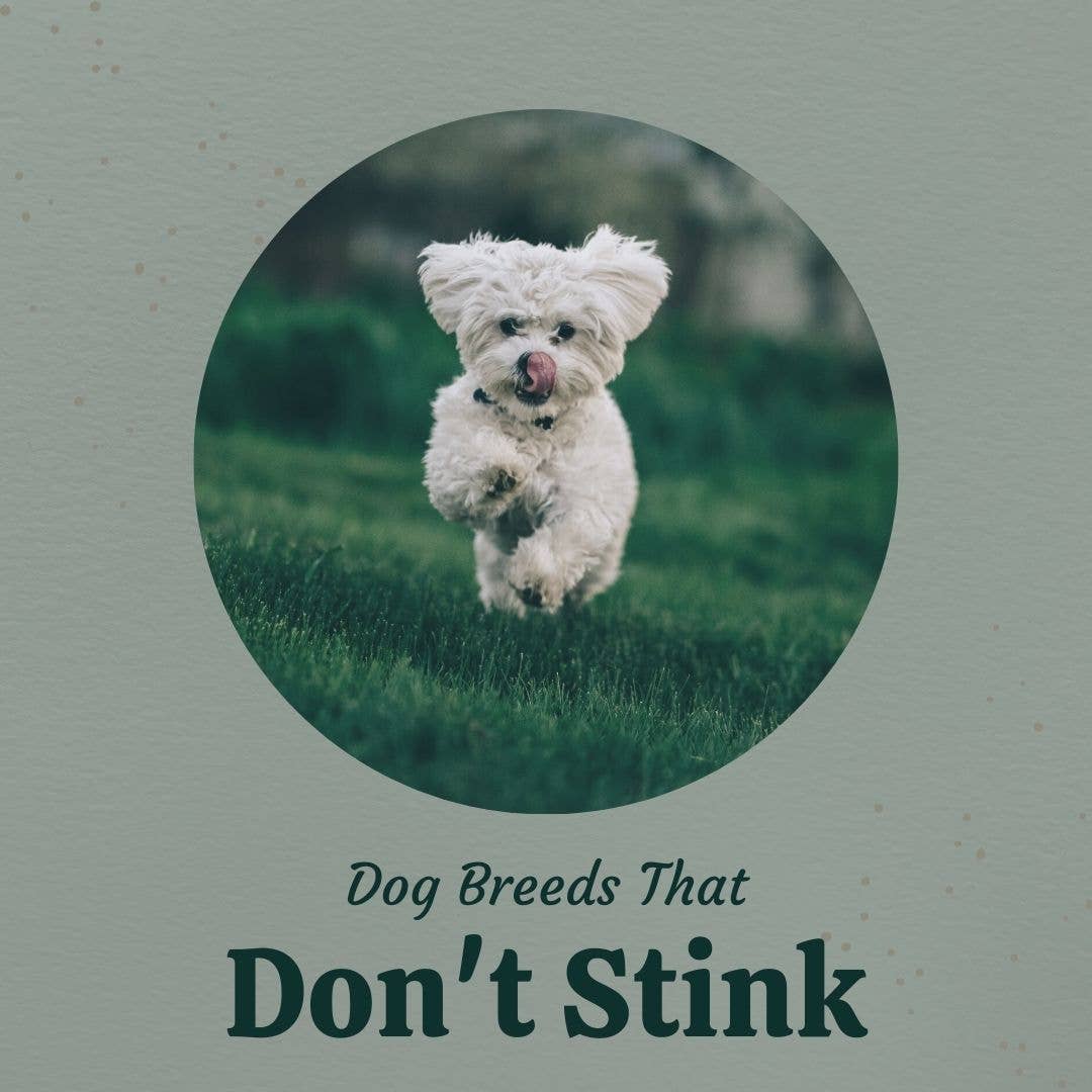 7 Best Dog Breeds That Won't Stink Up Your House - PetHelpful