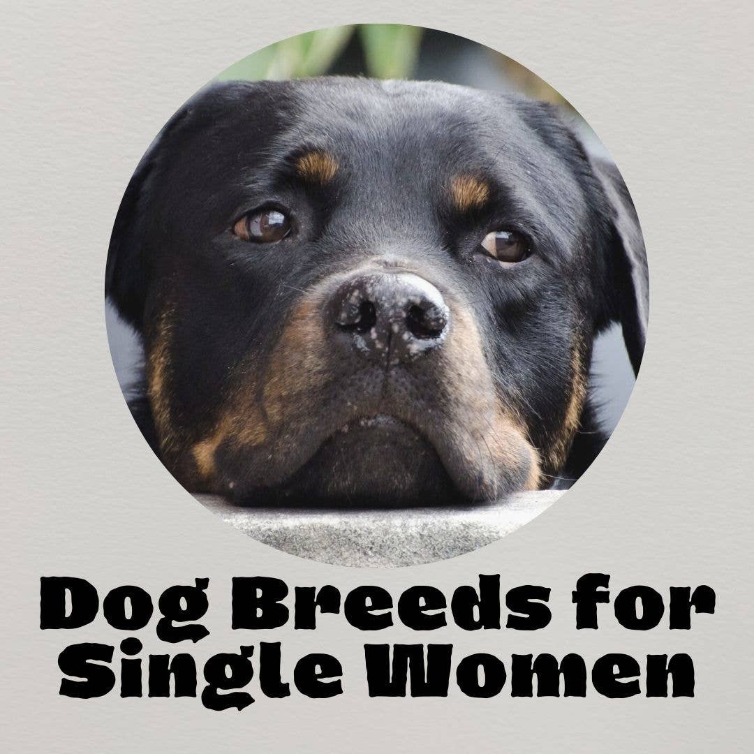 5 Best Dog Breeds for Single Women Living Alone - PetHelpful