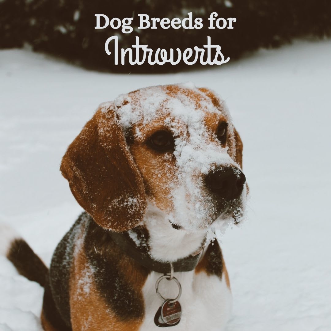 6 Best Dog Breeds for Introverts - PetHelpful