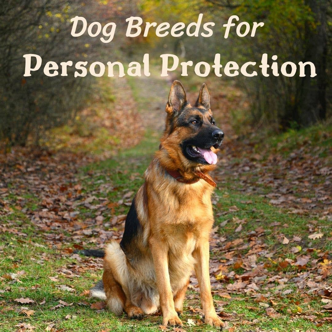 5 Best Personal Protection Dog Breeds - PetHelpful