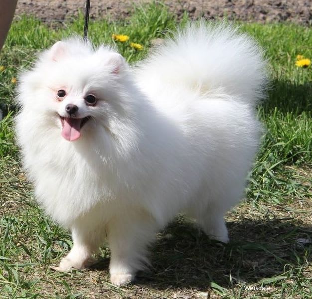 12 Pros and Cons of Owning a Pomeranian