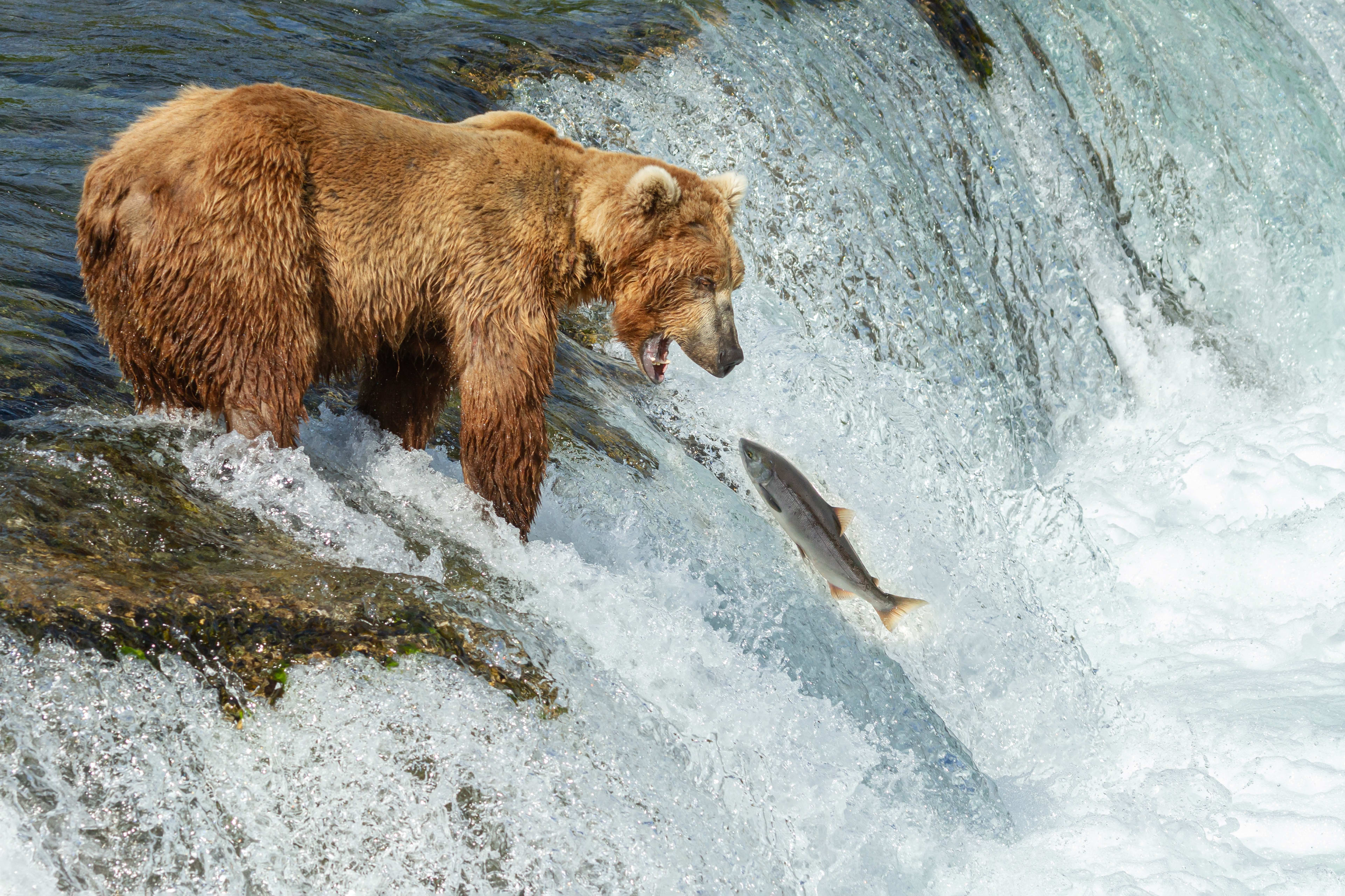 Brown Bear Seen Leaping From Waterfall at Famous National Park Has To ...