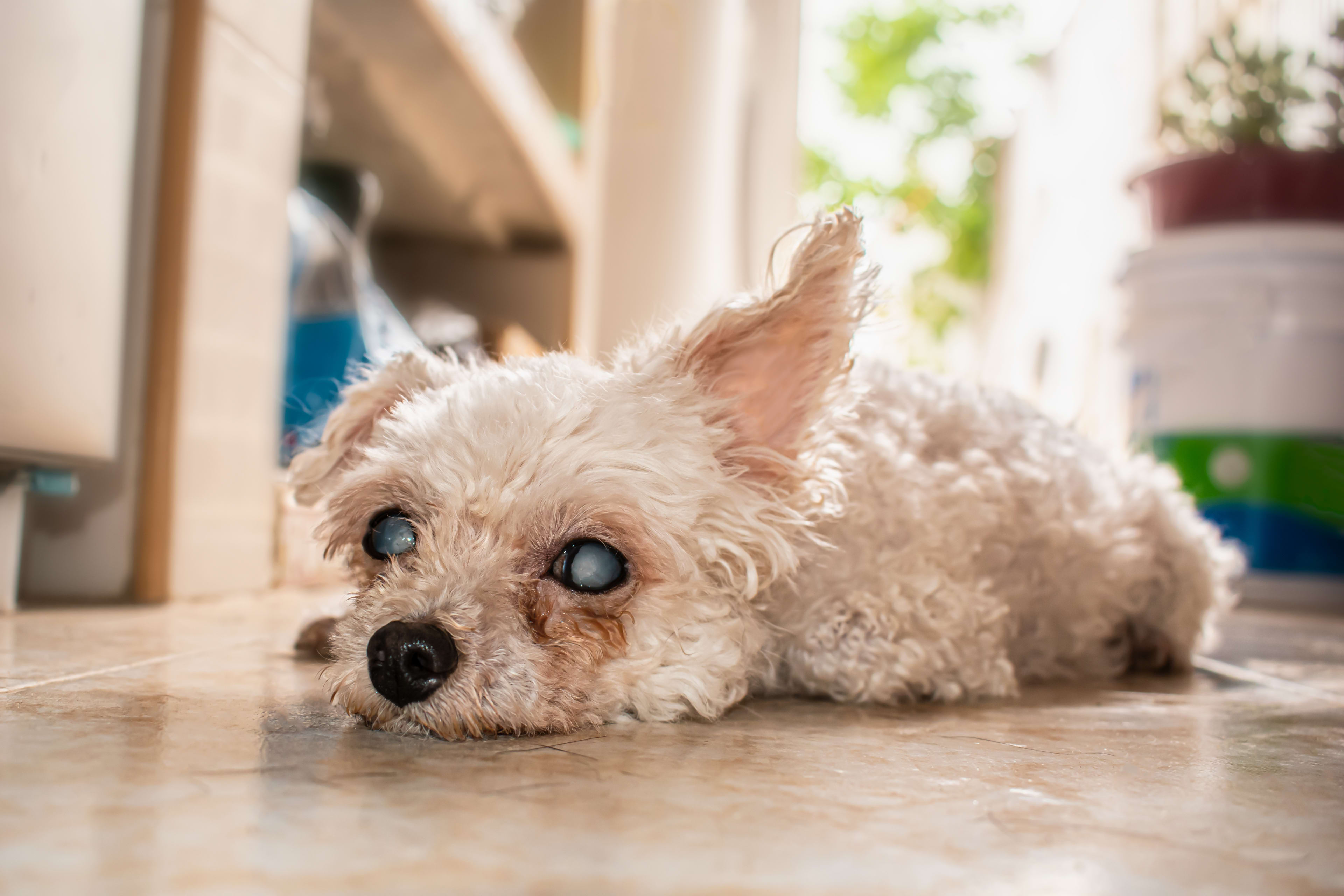 10 Fantastic Reasons To Adopt an Older Dog for Senior Dog Week