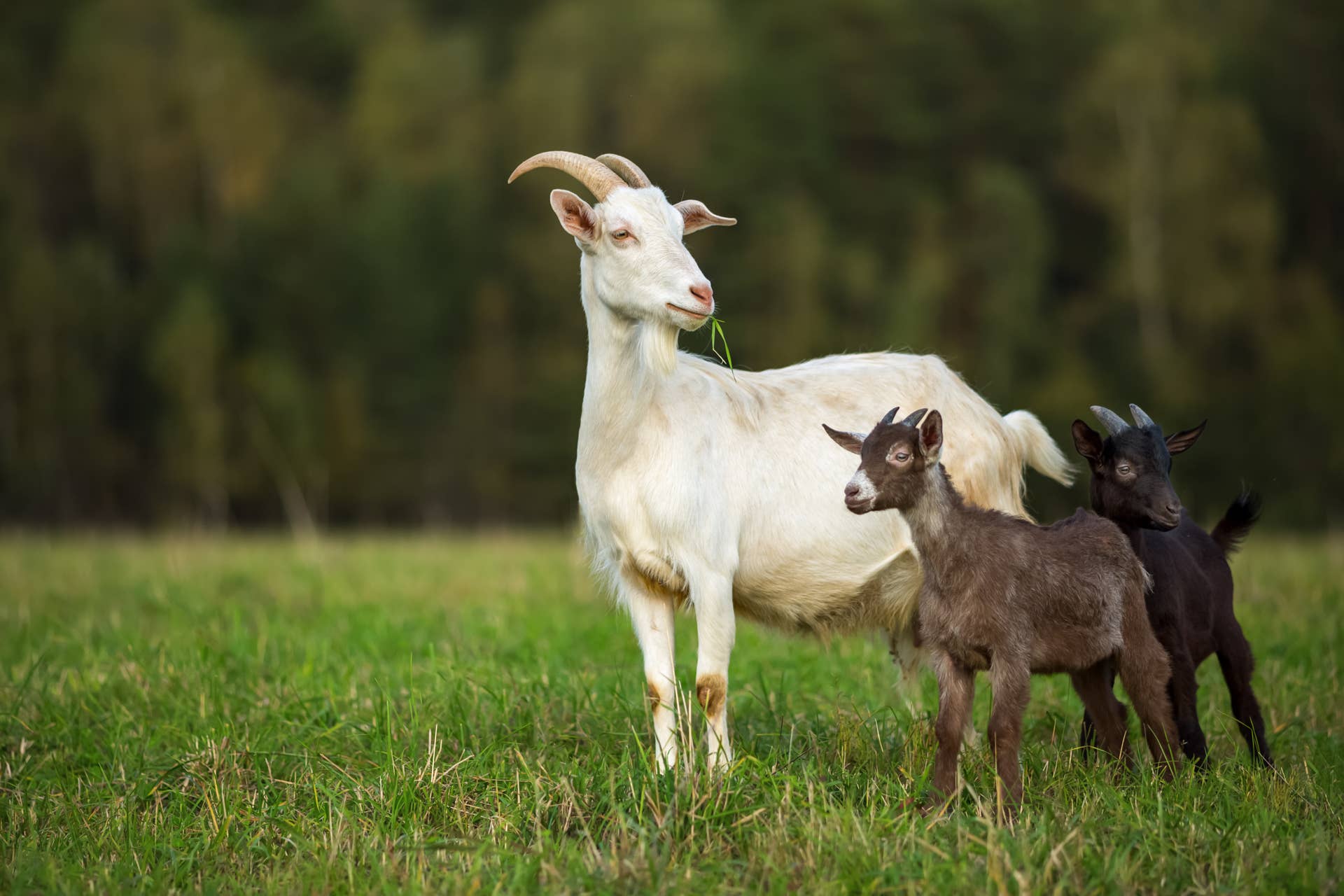 Goat Dad Taking Care of His Special Needs Daughter Proves He Should Be ...