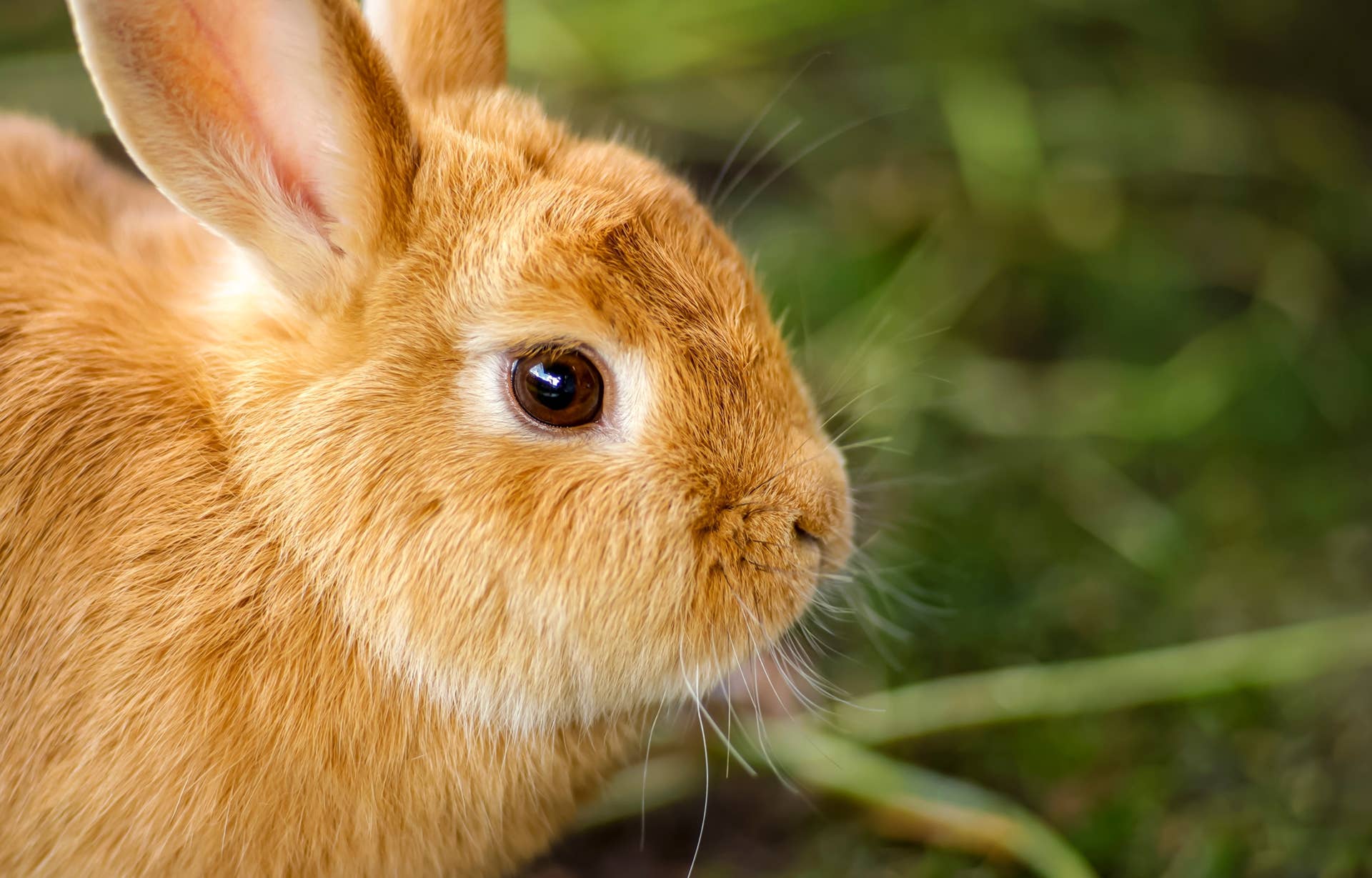 Guy Narrates the Life of a Spoiled Pet Rabbit and It's Cracking ...