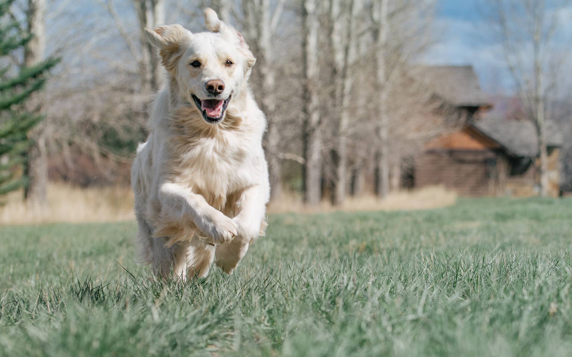 Dog's Funny Carpet-Only Zoomies Are the Most Relatable Energy - PetHelpful