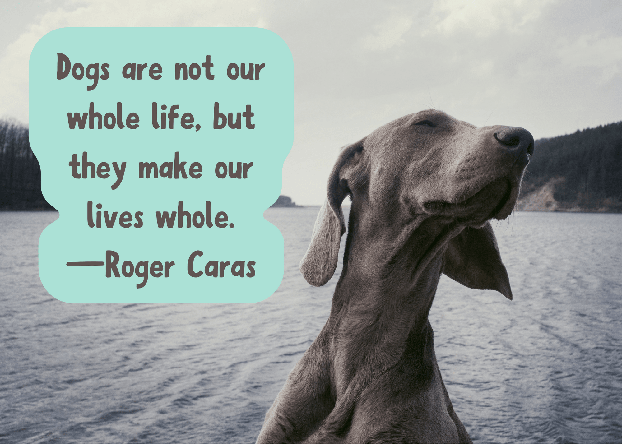 Dog And Cat Friendship Quotes