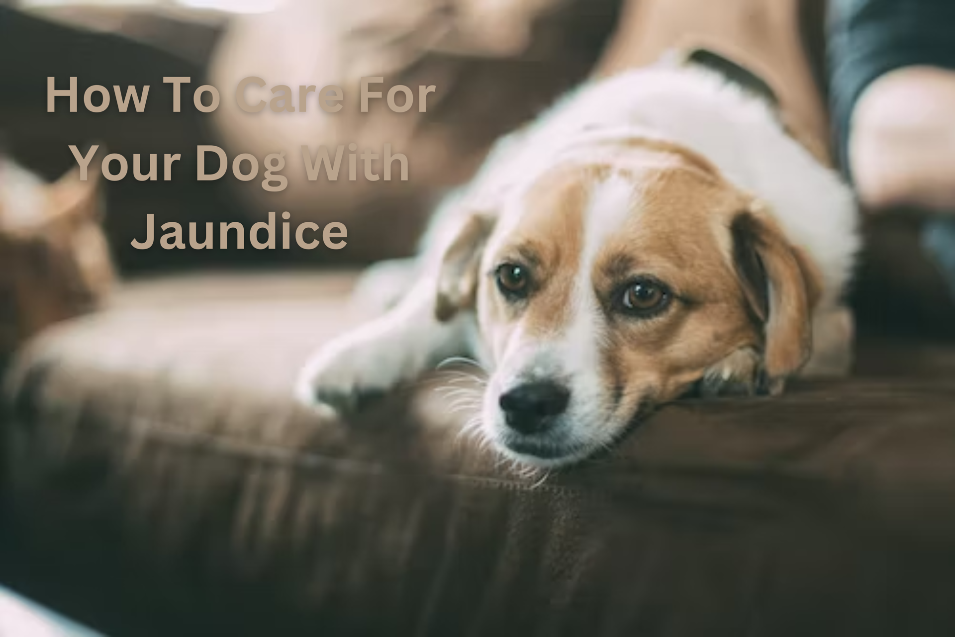 Helping a Dog With Jaundice at Home - PetHelpful