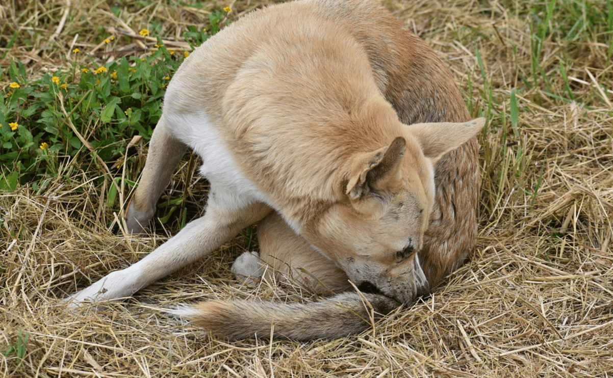 Why Does My Dog's Poop Look Like It Has Rice in It? (With Pictures ...