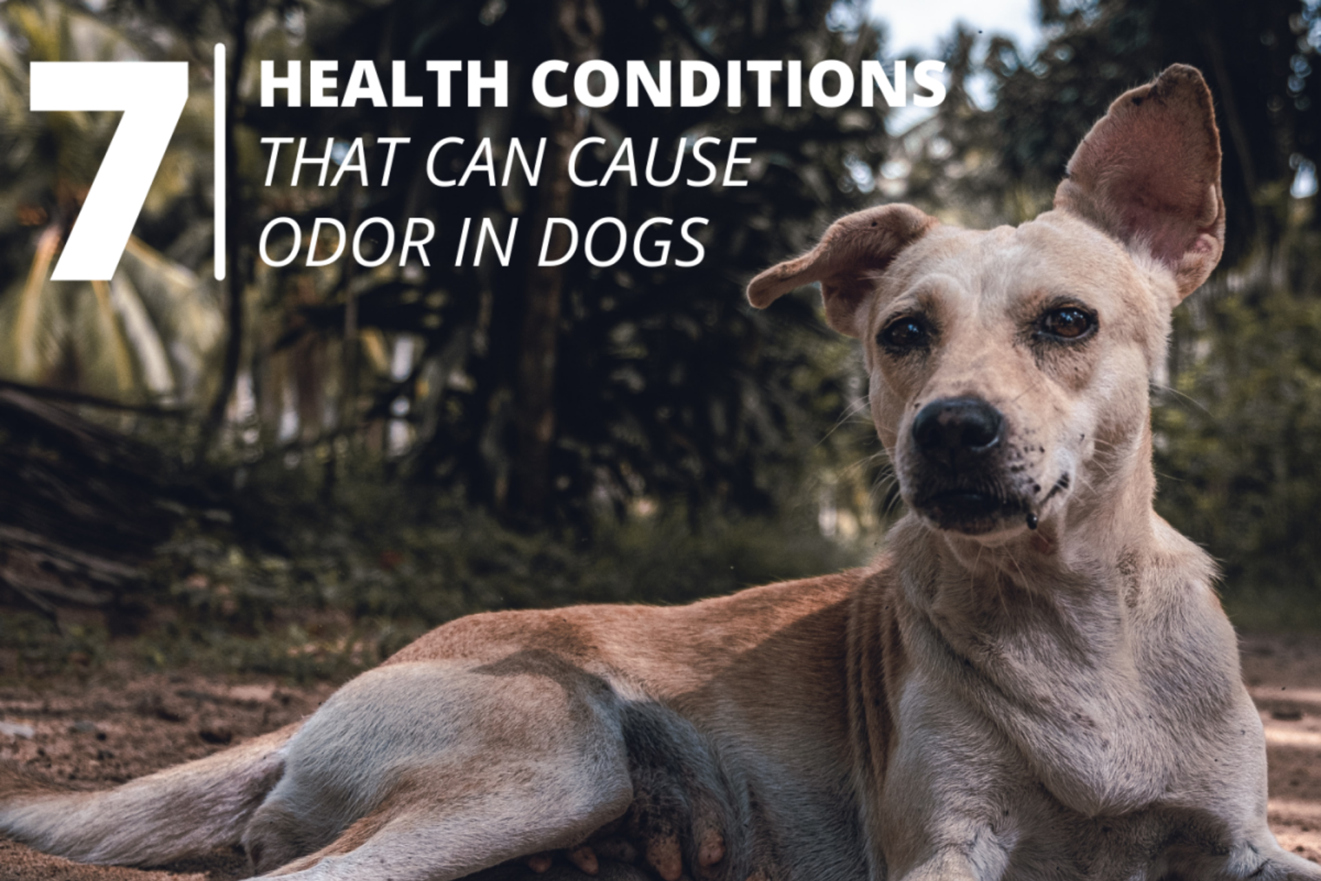 7 Reasons Your Dog Smells Bad and New Tips to Eliminate Dog Odor ...