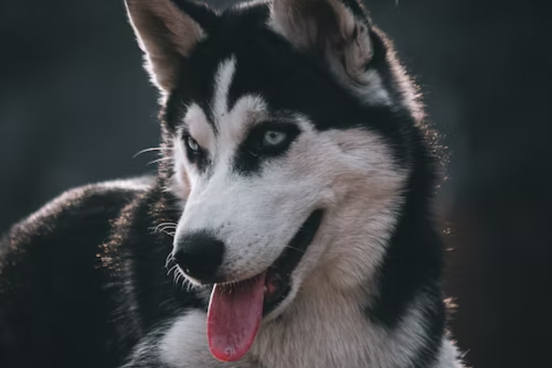 4 Things You'll Have to Give up for Your Husky - PetHelpful