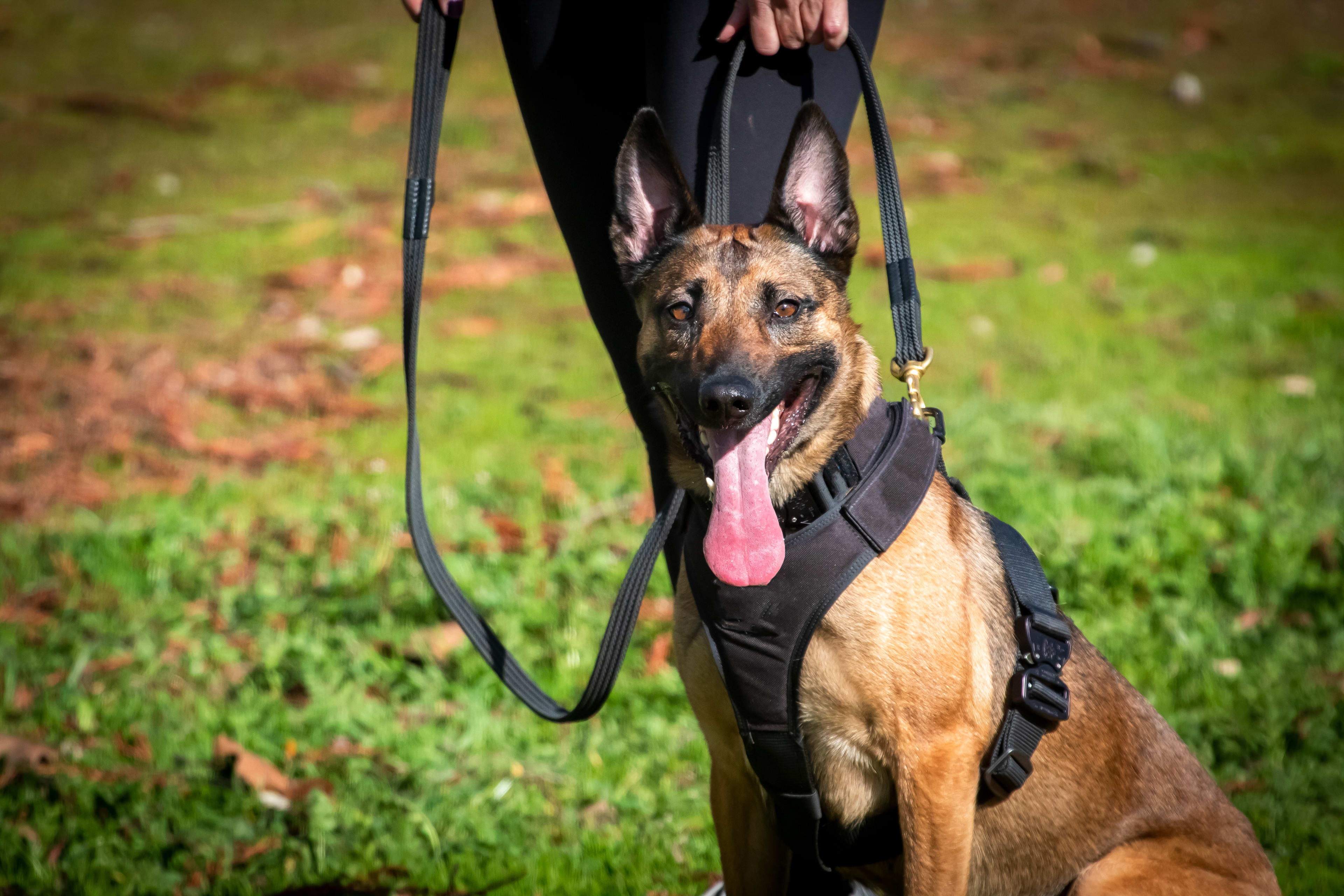 Belgian Malinois K9 Forgets All of His Training When He Sees His First ...