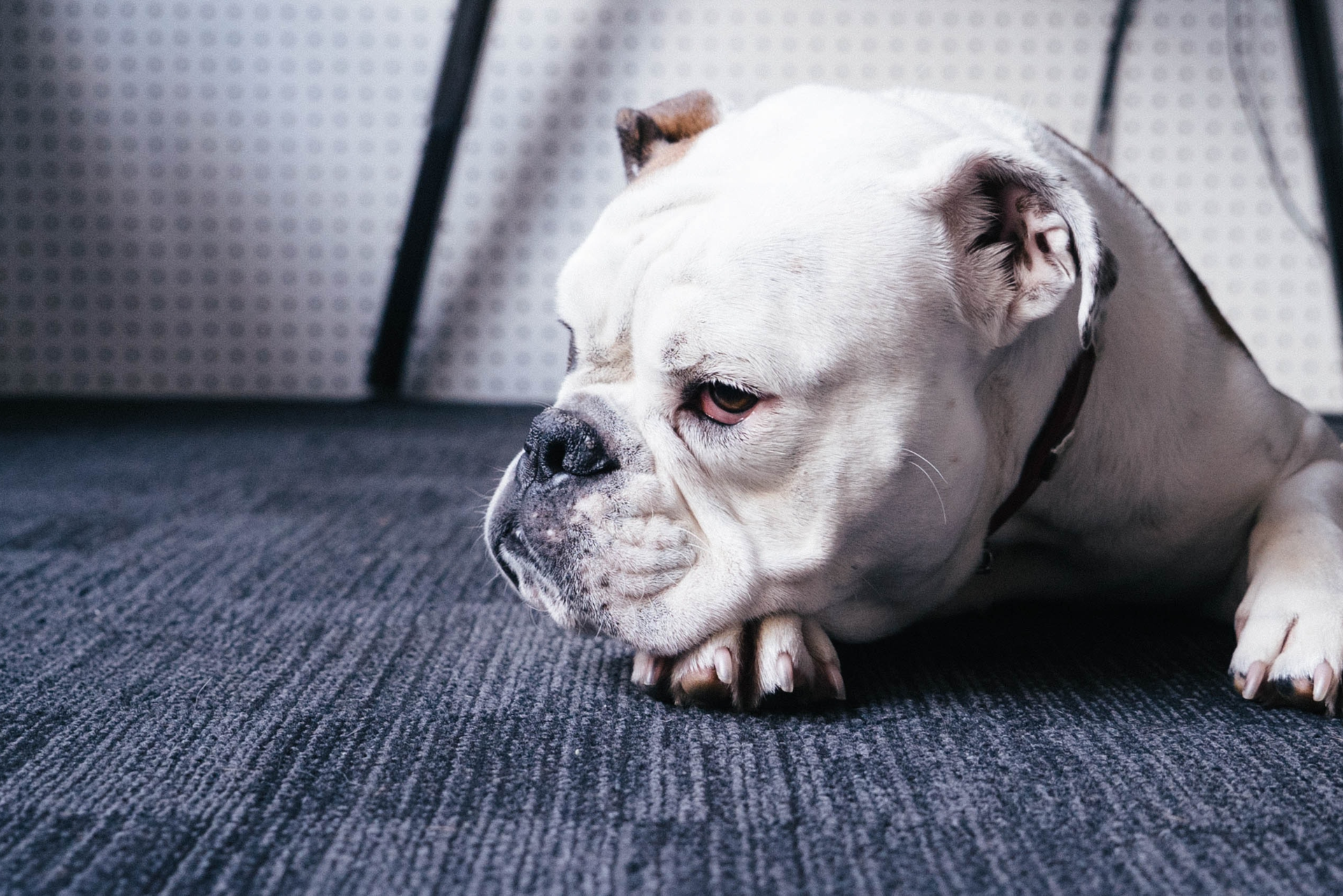 How to Care for Dog Stitches After Surgery (Vet-Reviewed) - PetHelpful