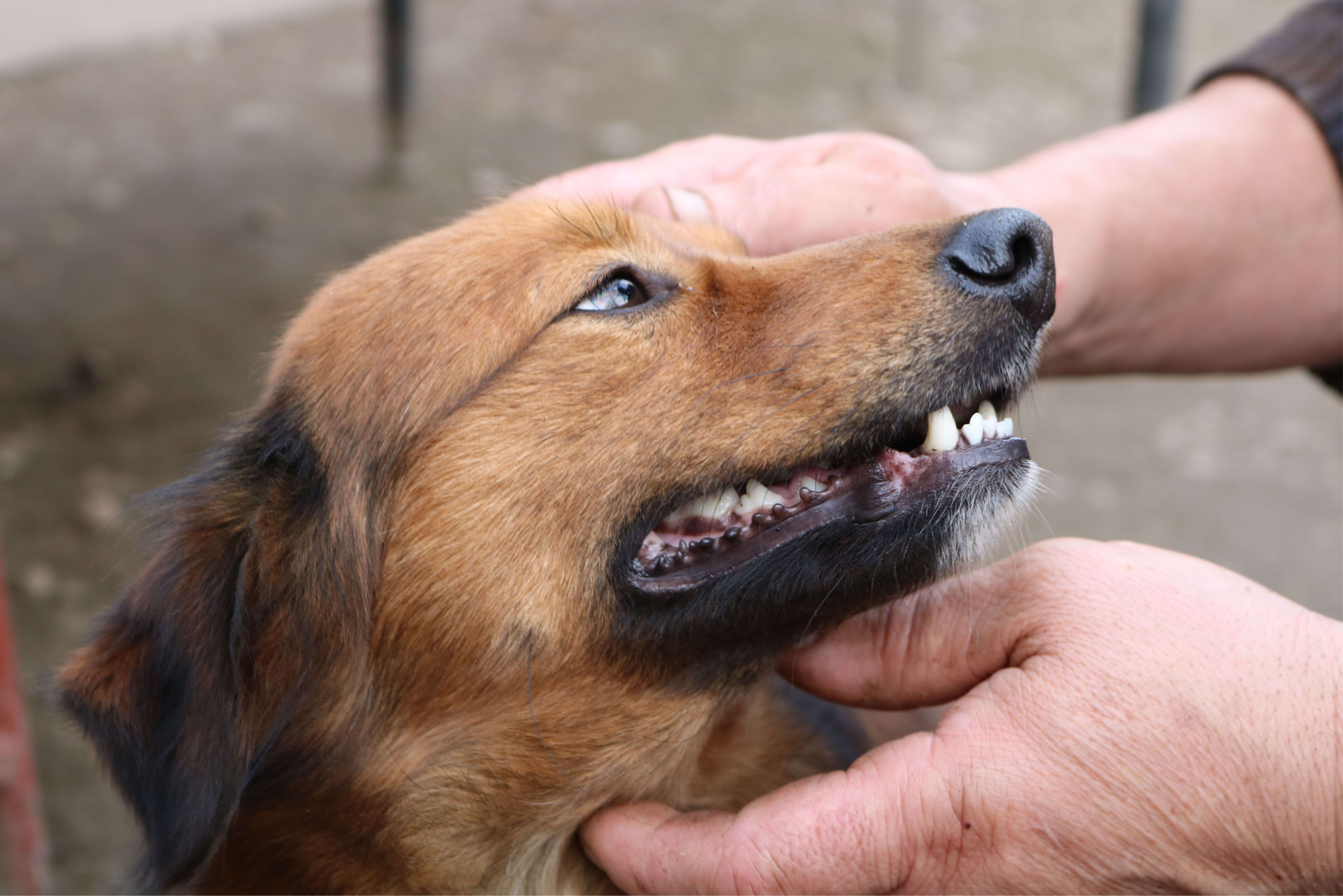 german shepherd teeth chart