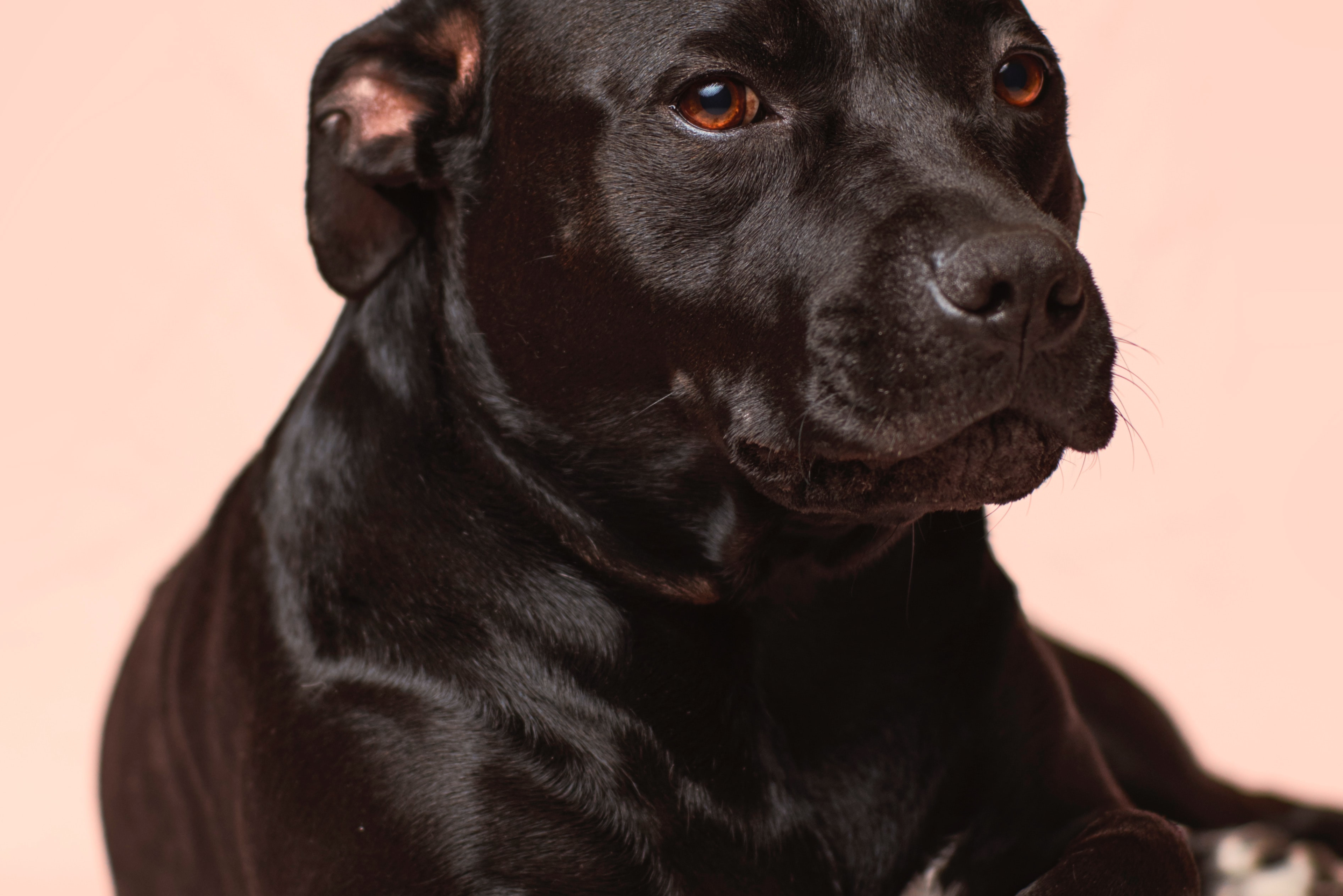 Why Does My Dog Have Swollen or Calloused Elbows? What to Do - PetHelpful