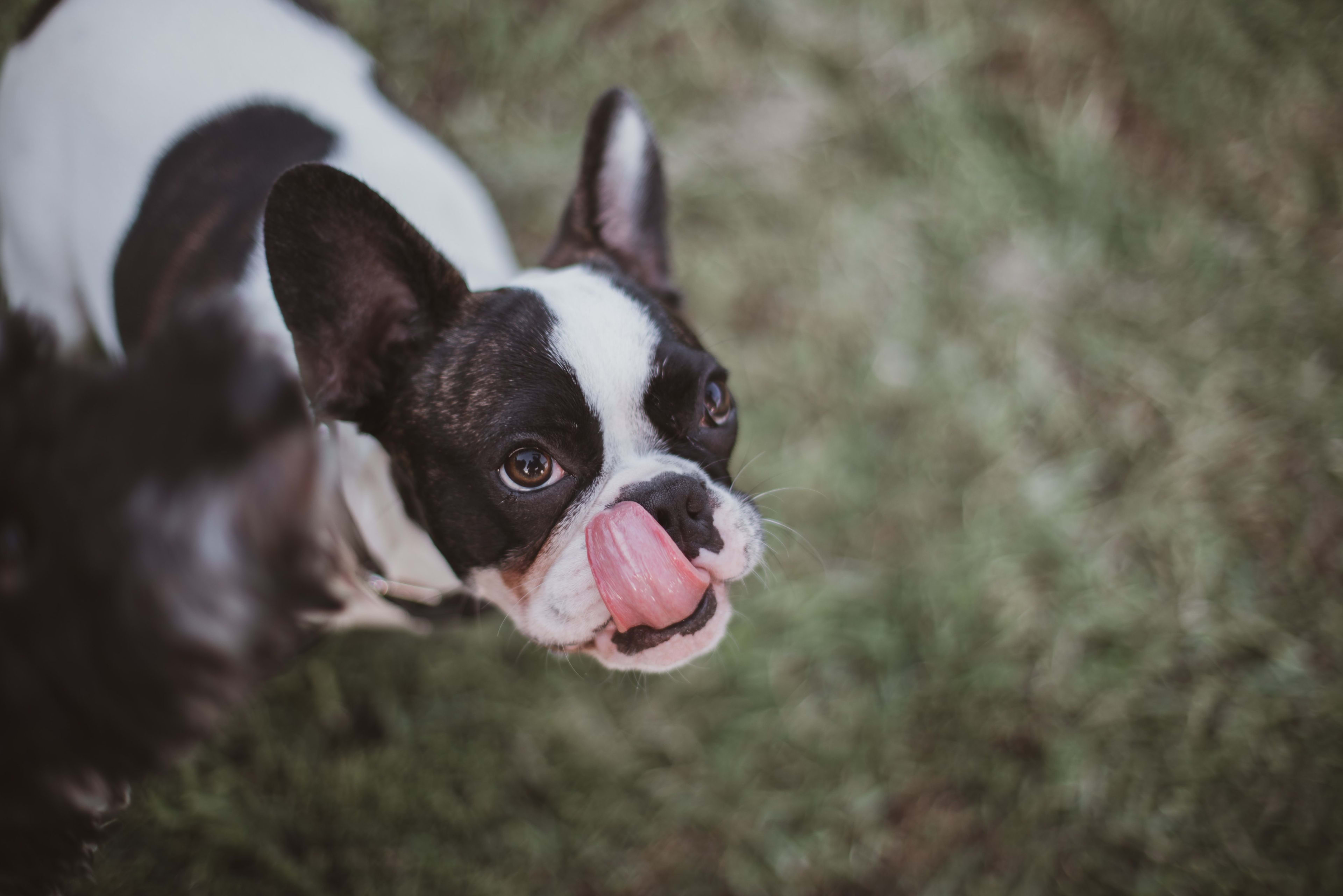 7 Reasons Your Dog Is Losing Color in His Lips - PetHelpful