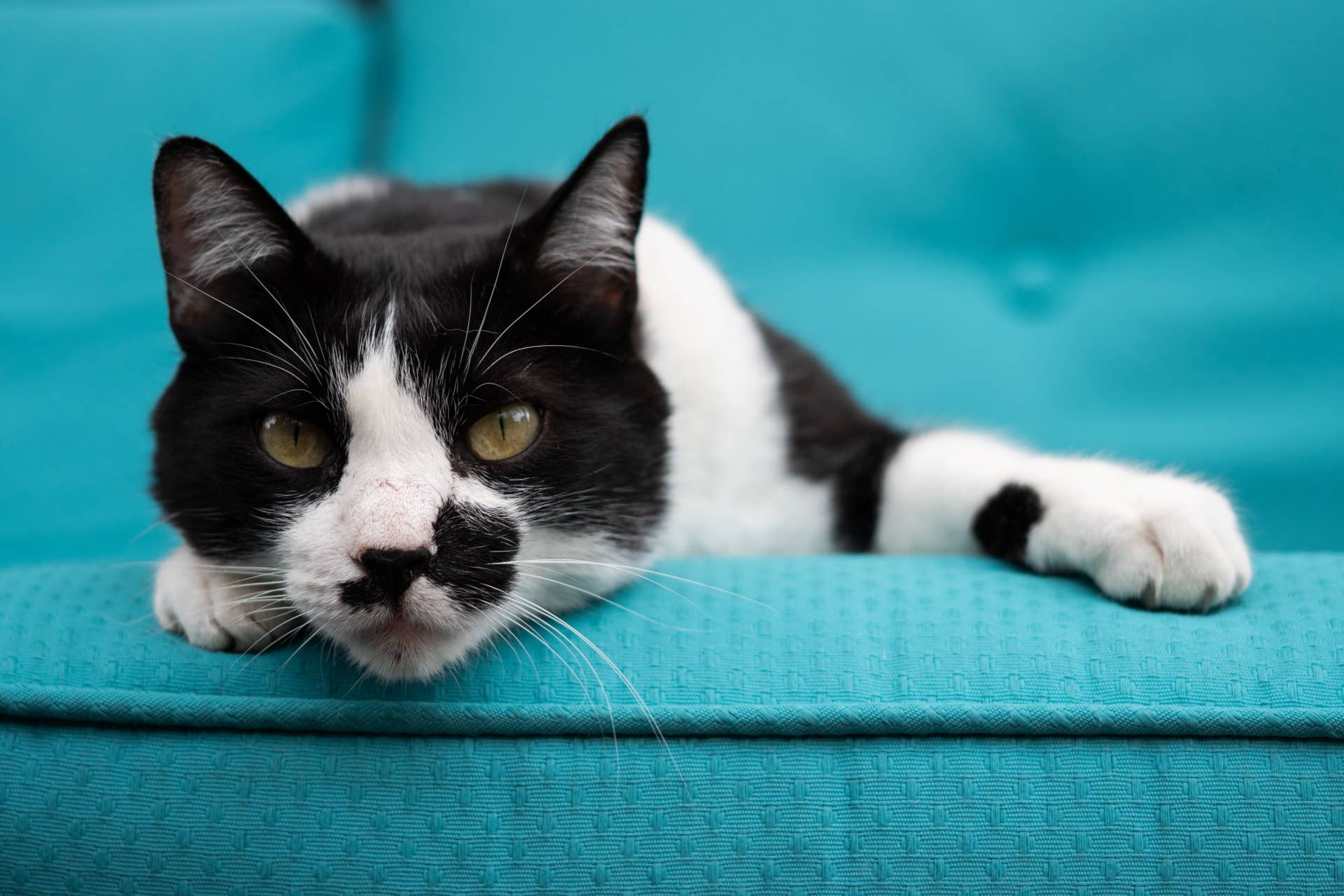 7+ Bicolor Pattern Variations in Cats (And Why They Occur) - PetHelpful