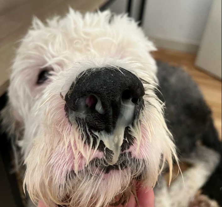 What Does Clear Mucus In Dog Mean - Infoupdate.org
