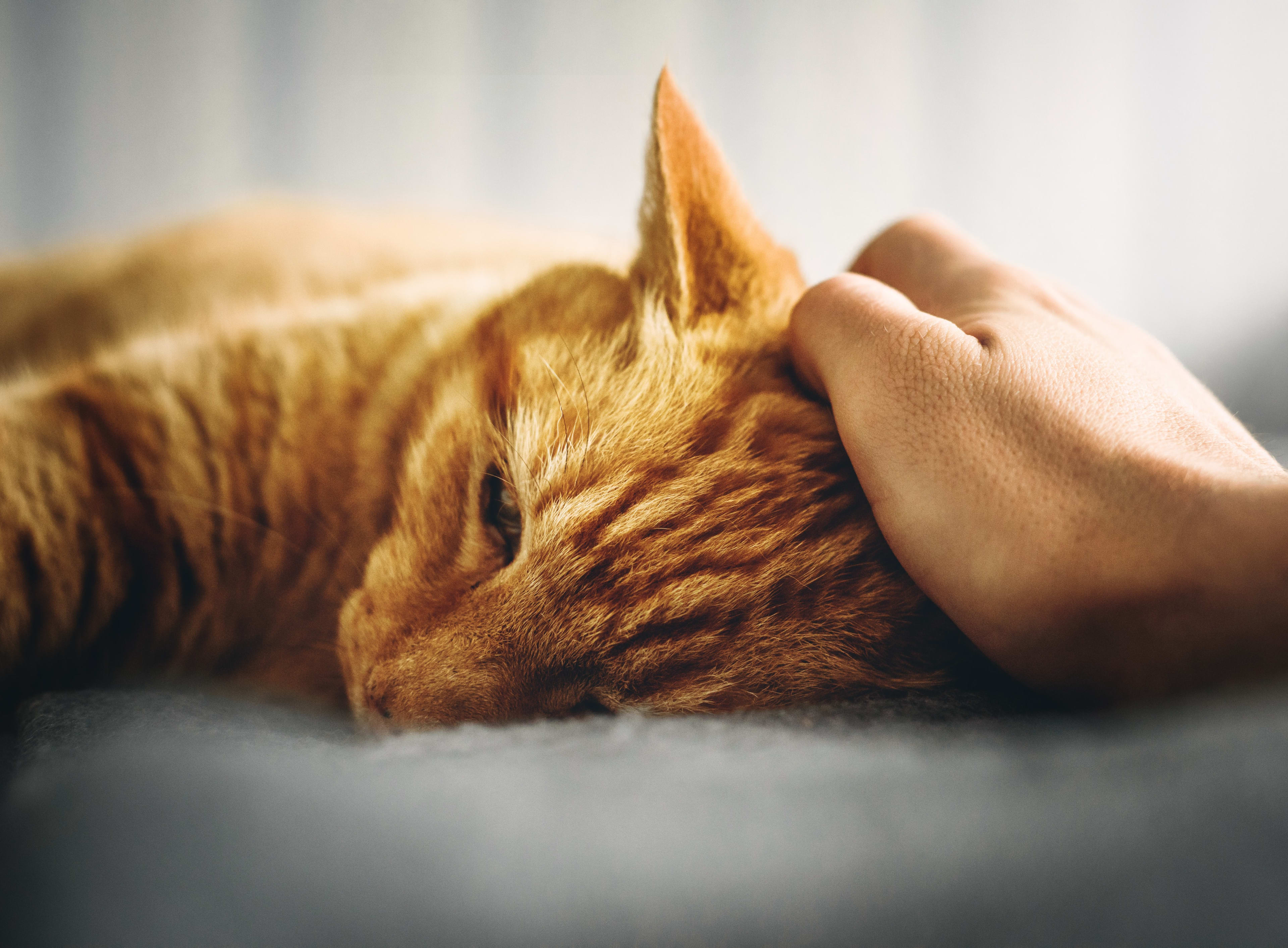 6 Home Remedies for Your Cat's Upset Stomach - PetHelpful