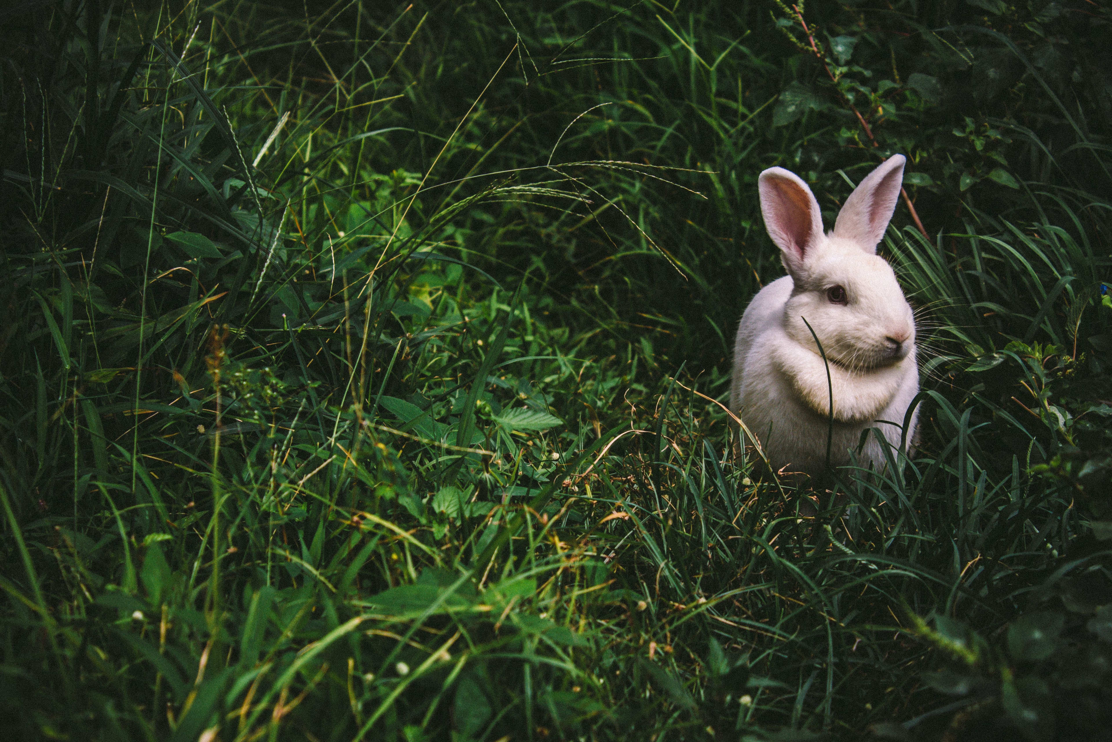 Bunny Breed Guide: New Zealand White Rabbit - PetHelpful