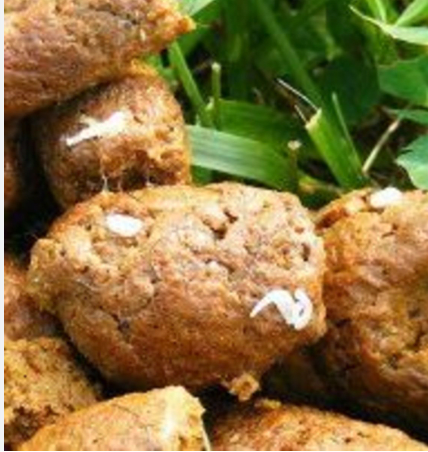 Why Does My Dog's Poop Look Like It Has Rice in It? (With Pictures ...