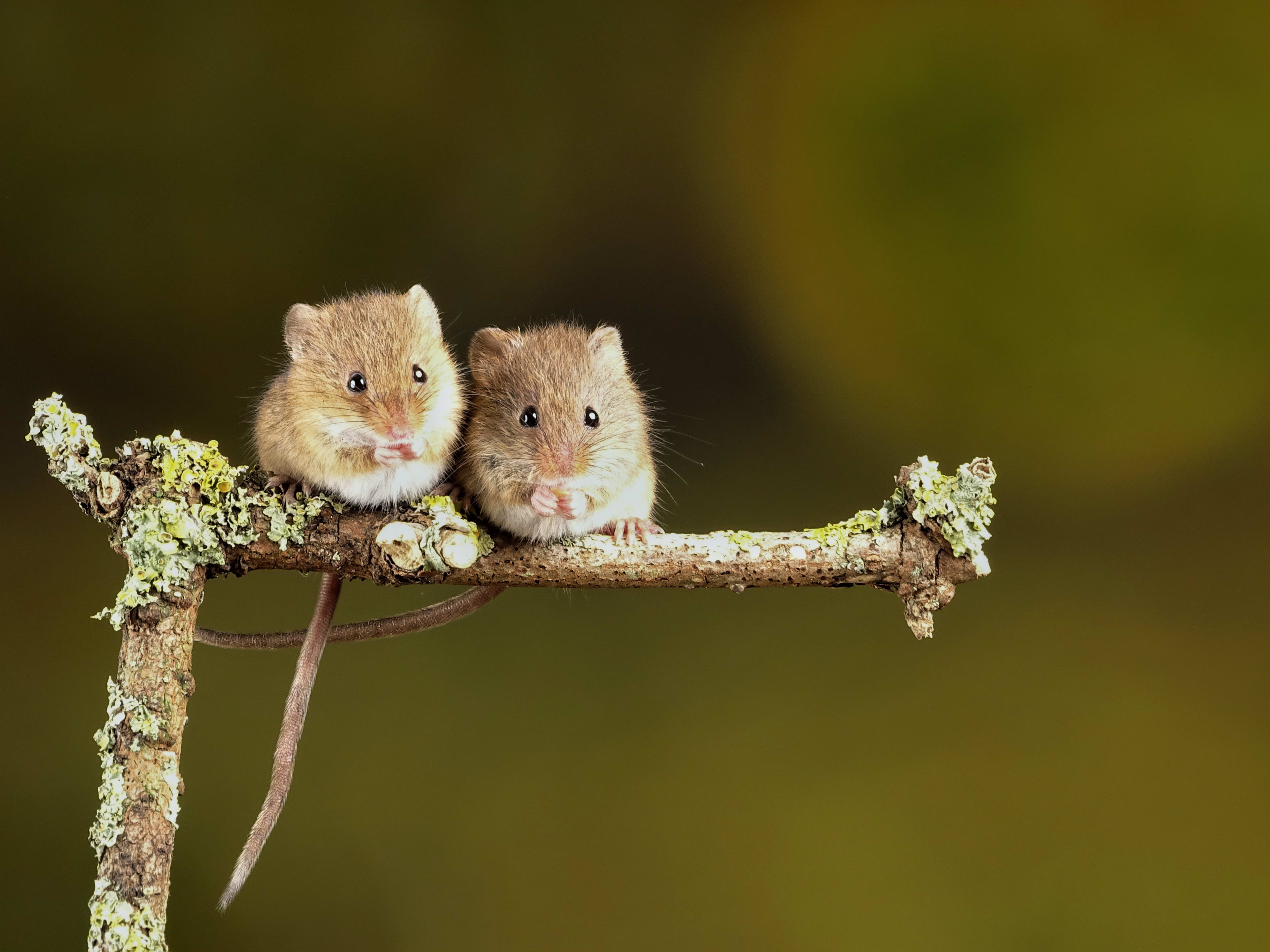 What do baby mice eat store