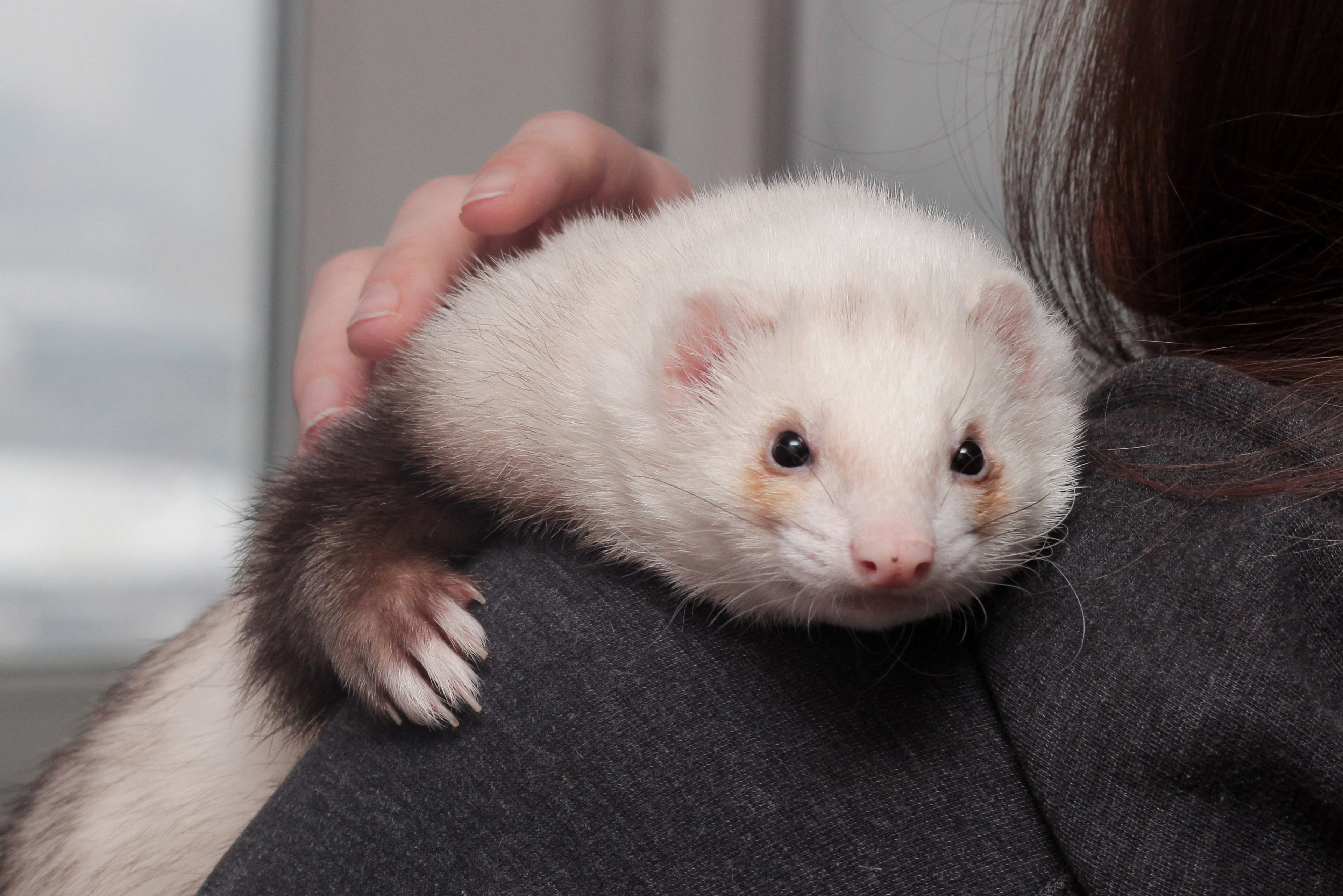 pet ferrets